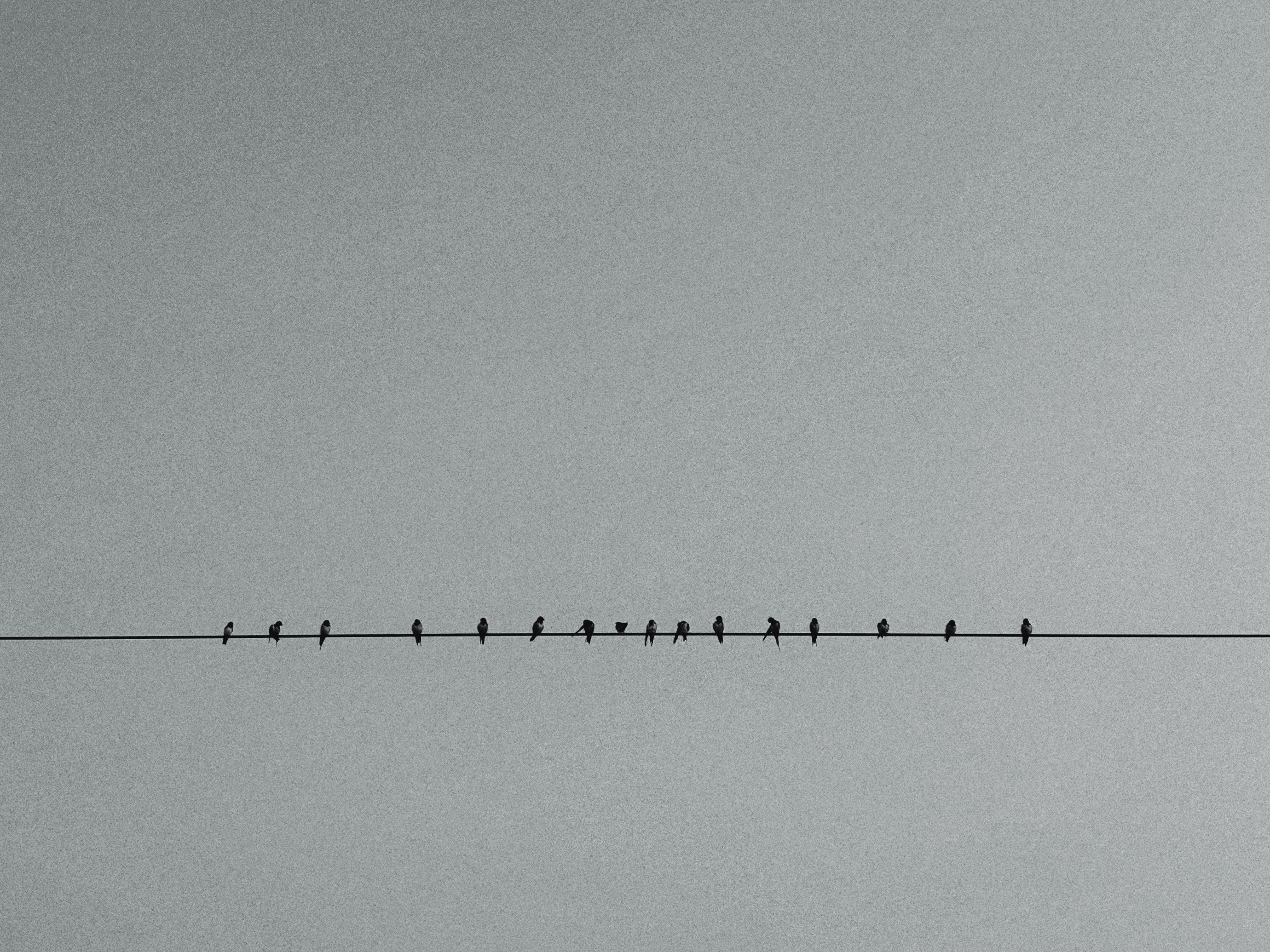 Line of silhouettes: birds perched along a thin wire