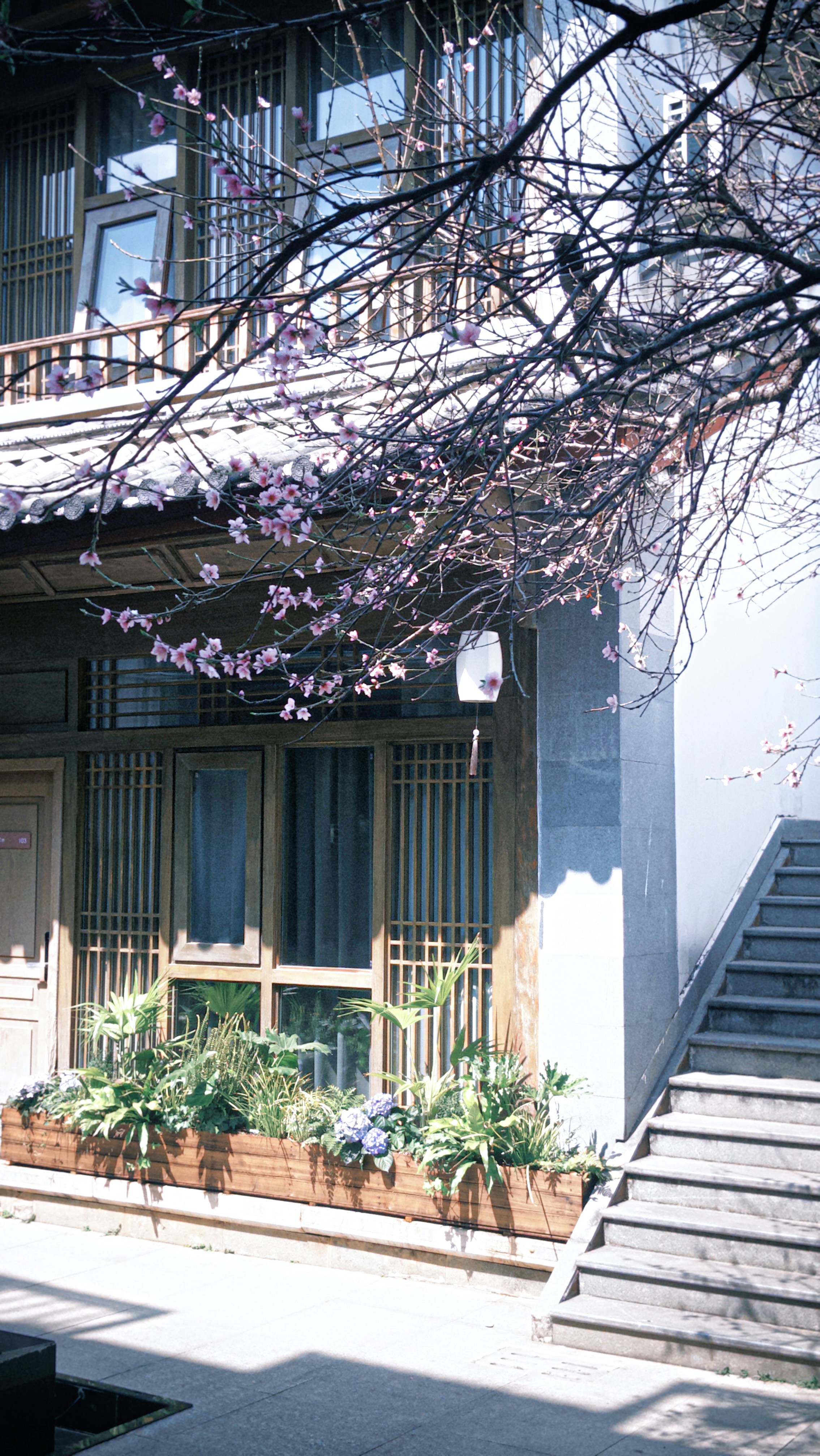 Cherry Blossom Terrace: Quiet Steps by a Traditional Facade