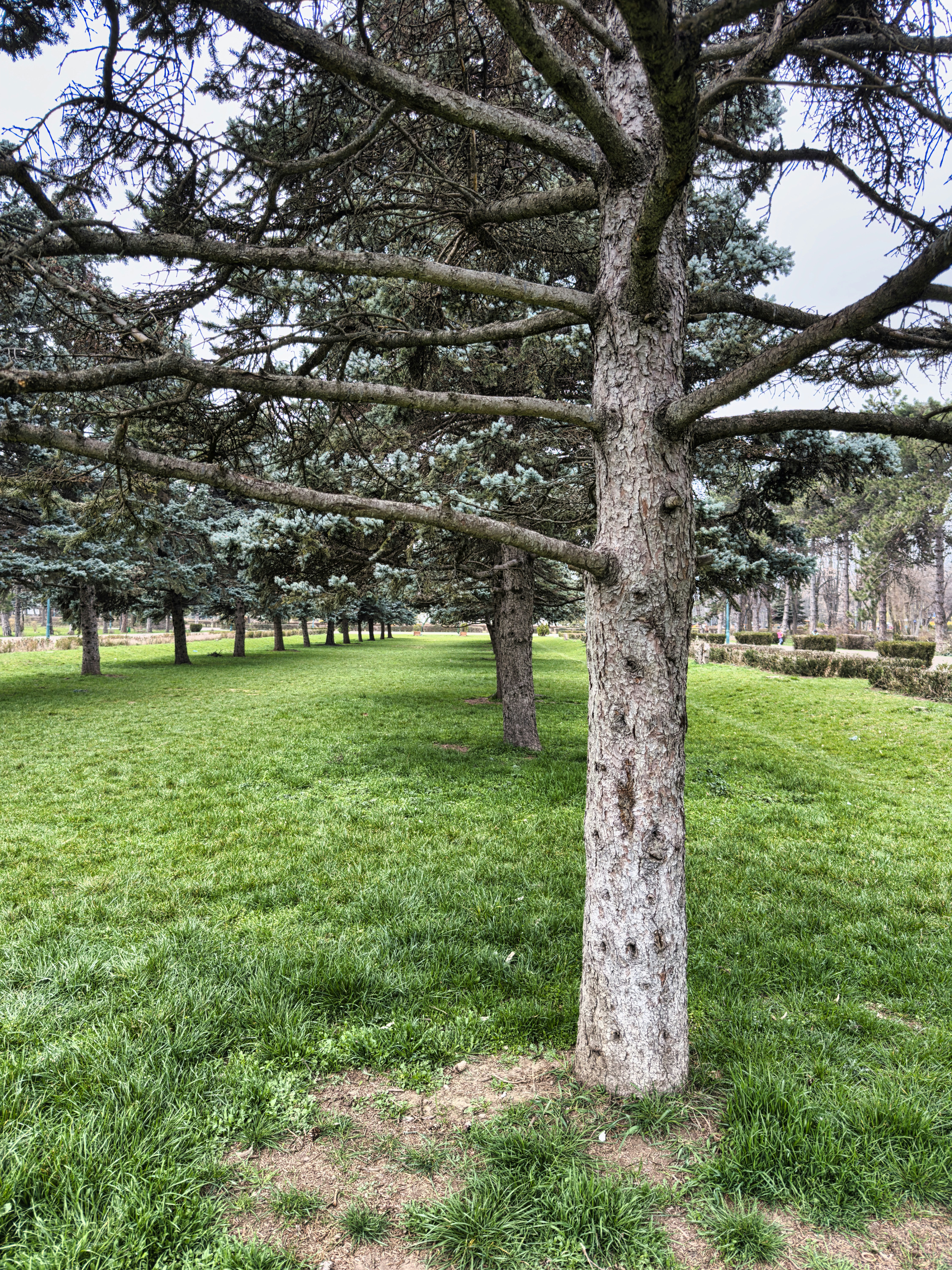 Tree-lined Park with Dominant Trunk and Overarching Branches