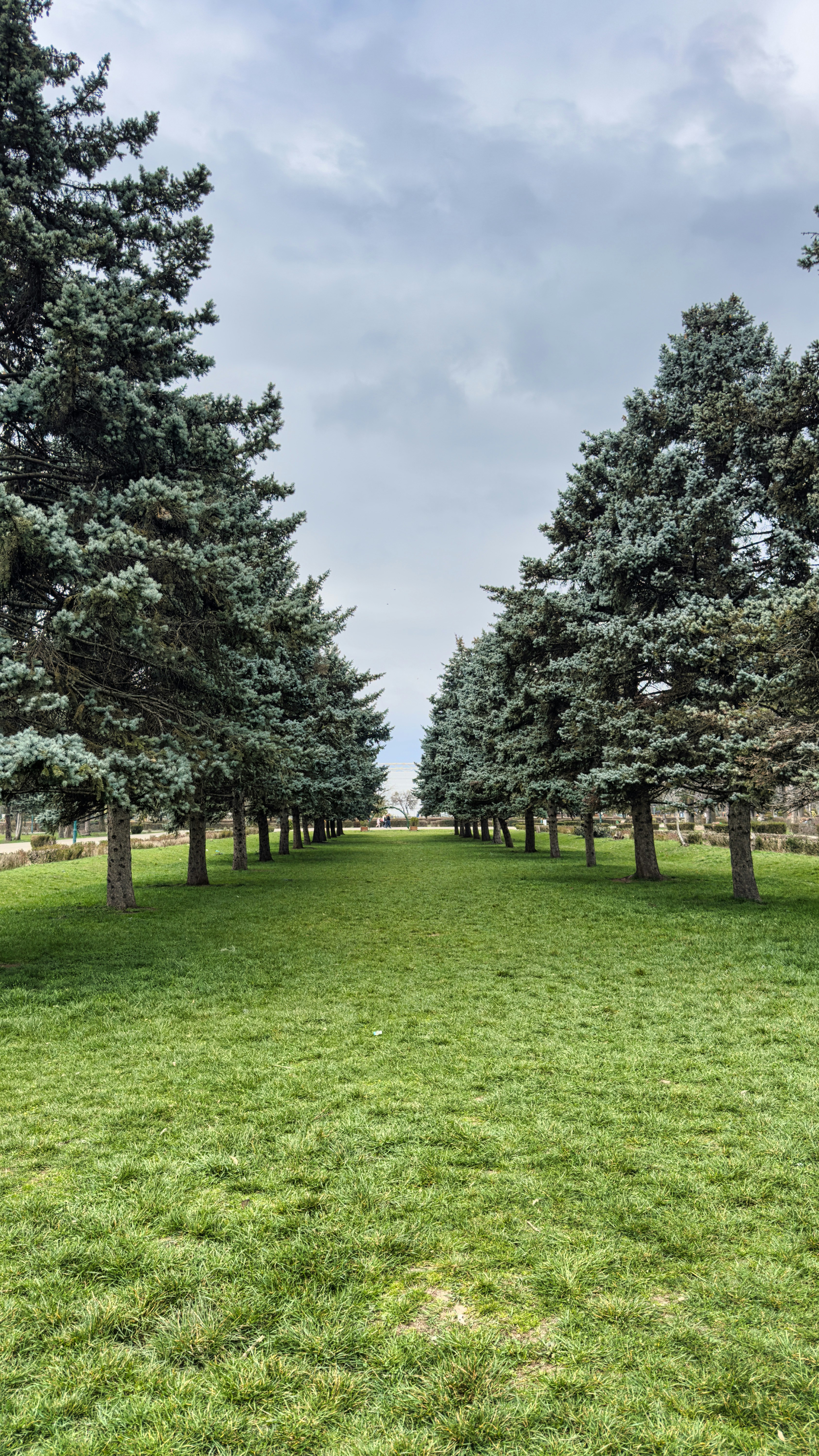 Row of evergreen trees lining a sunlit park pathway