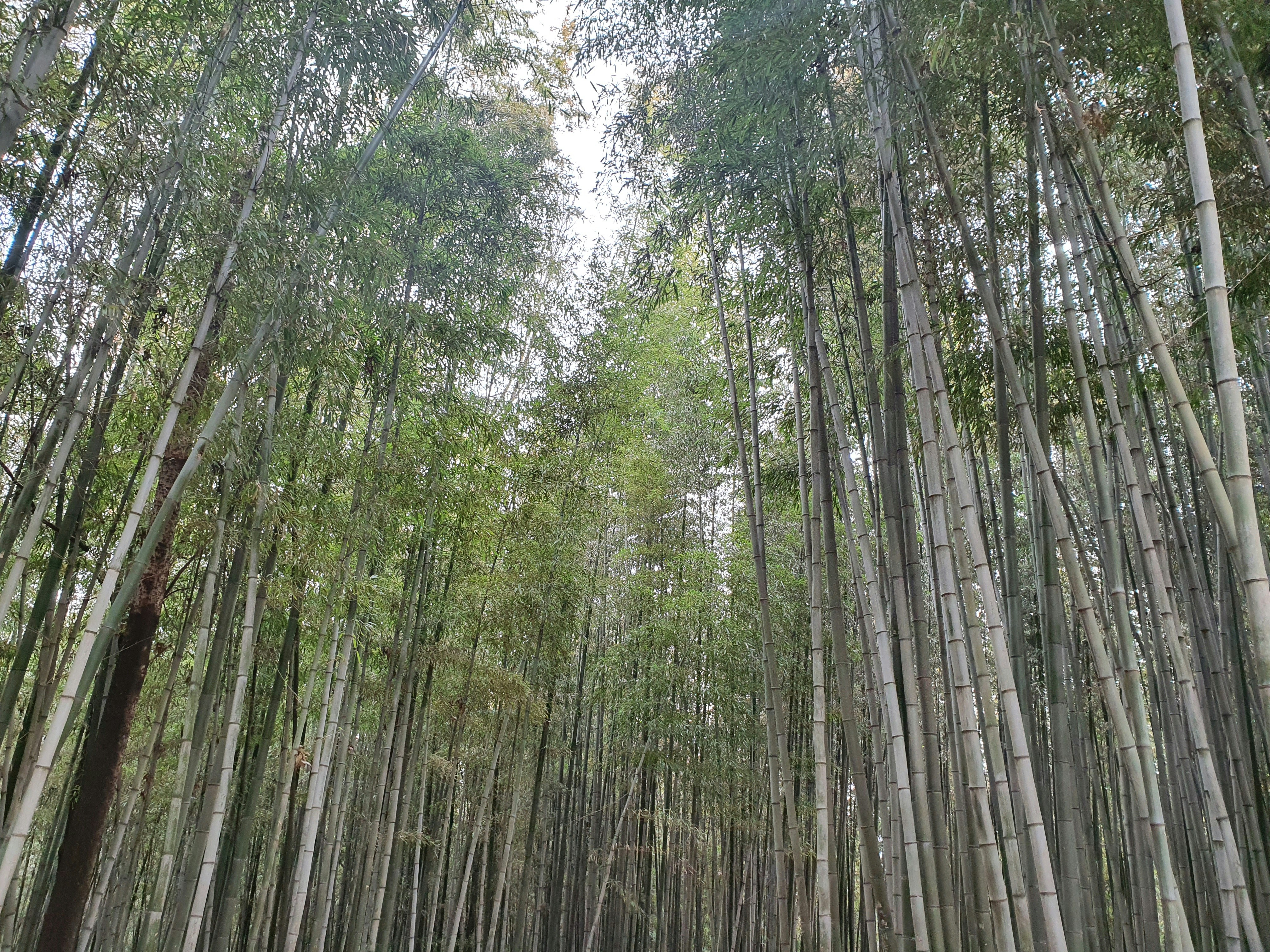 Whispering Bamboo Aisle