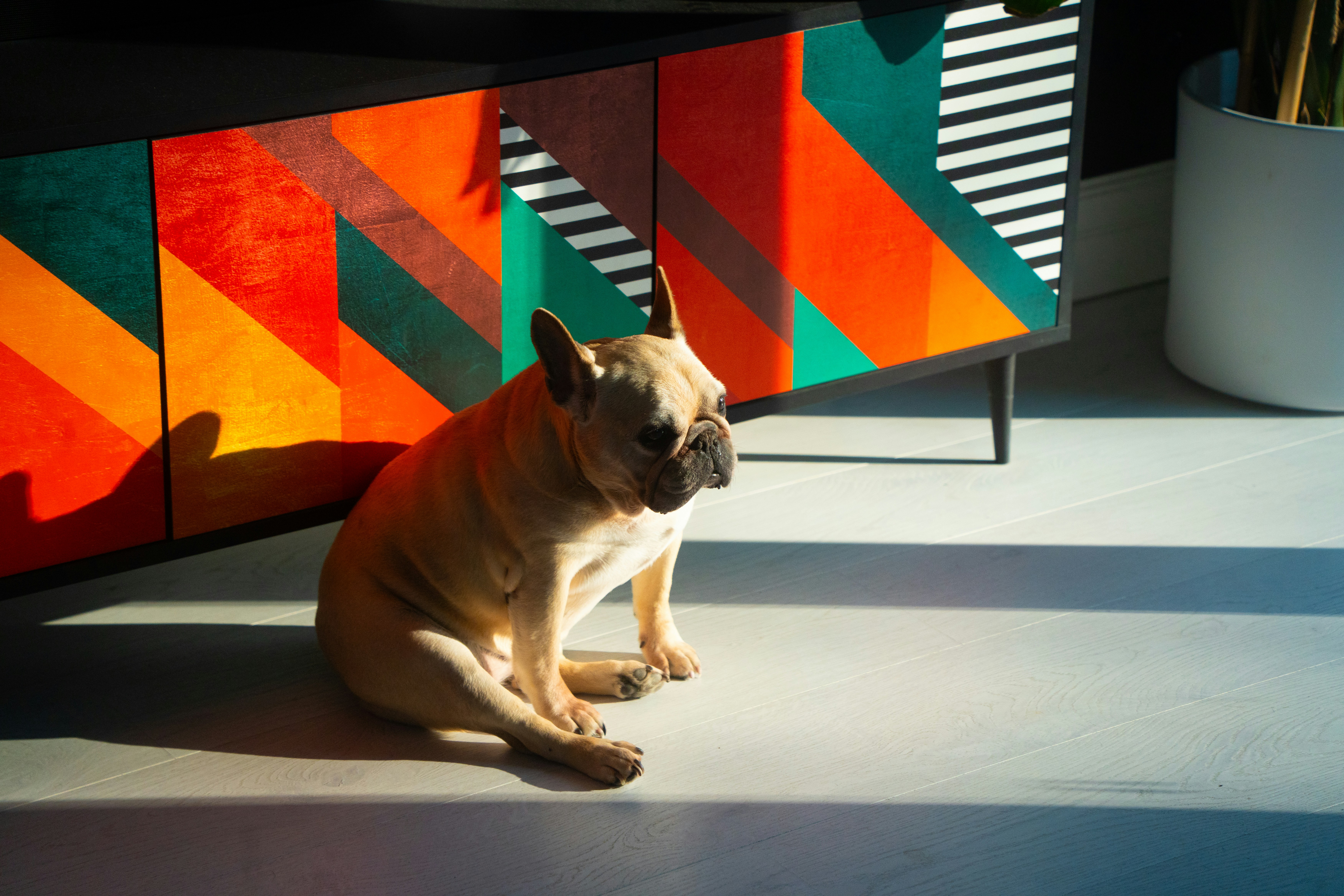 Sunlit French Bulldog by a Geometric Console