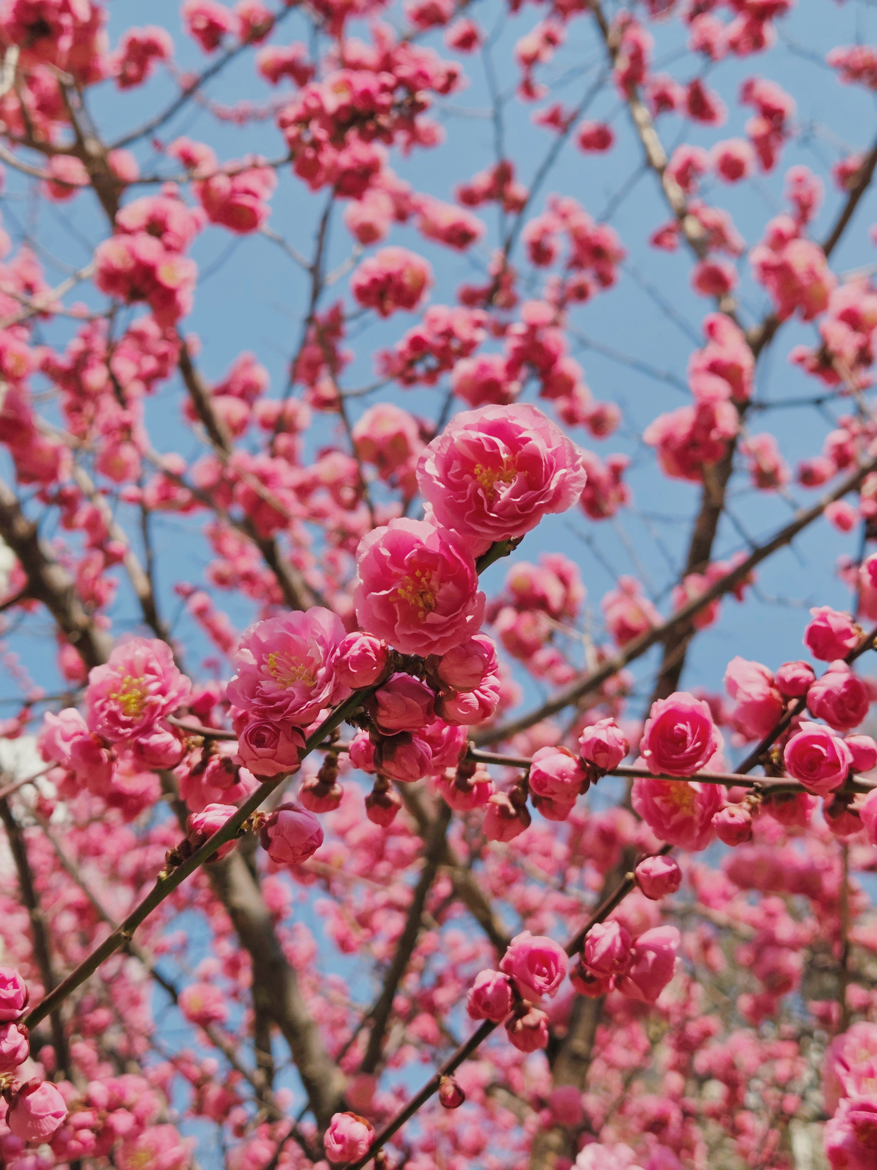 Blossoms in Focus: A Burst of Pink Against Cerulean Sky