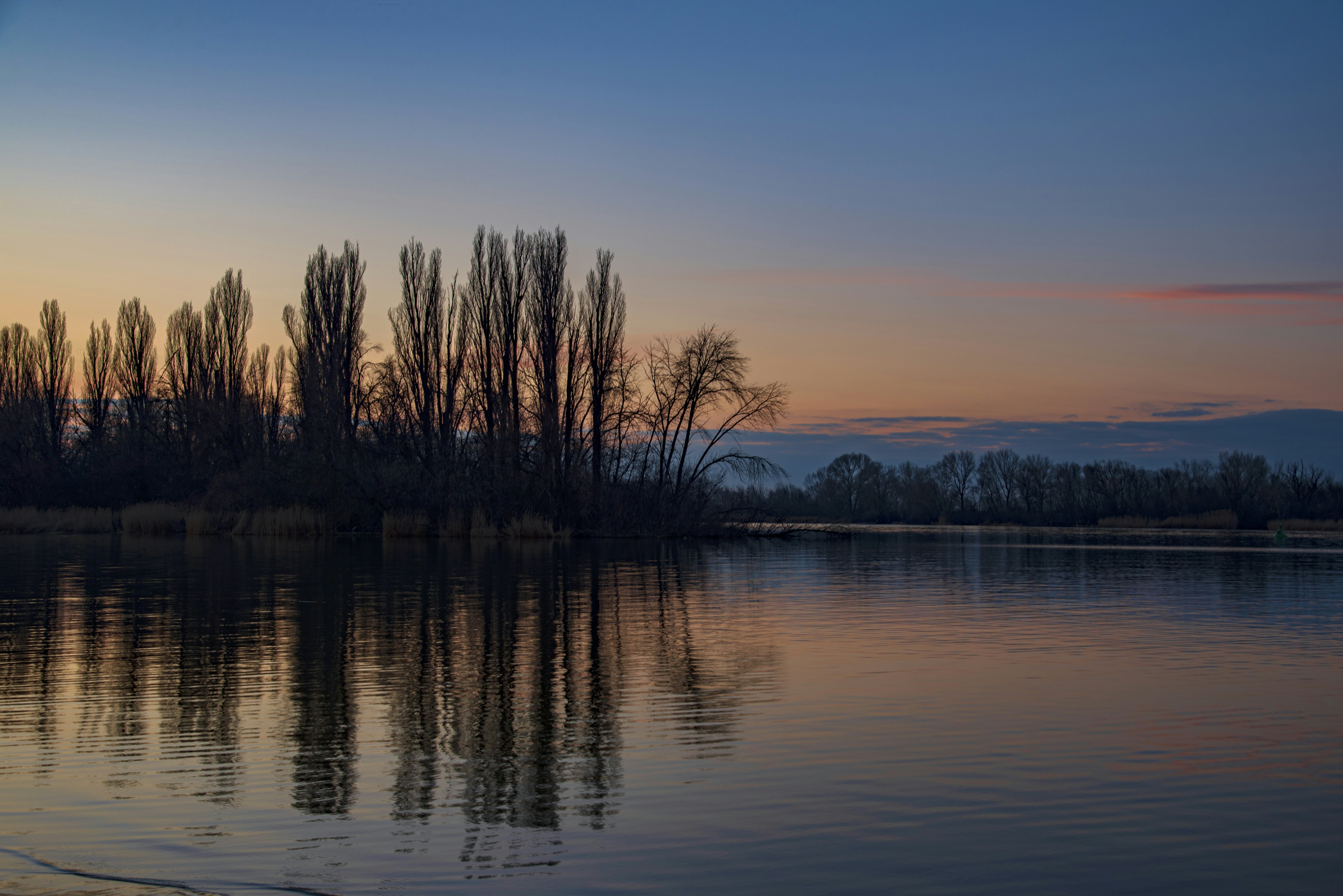 Dusk on the River: Silhouettes of Tall Trees at Calm Water