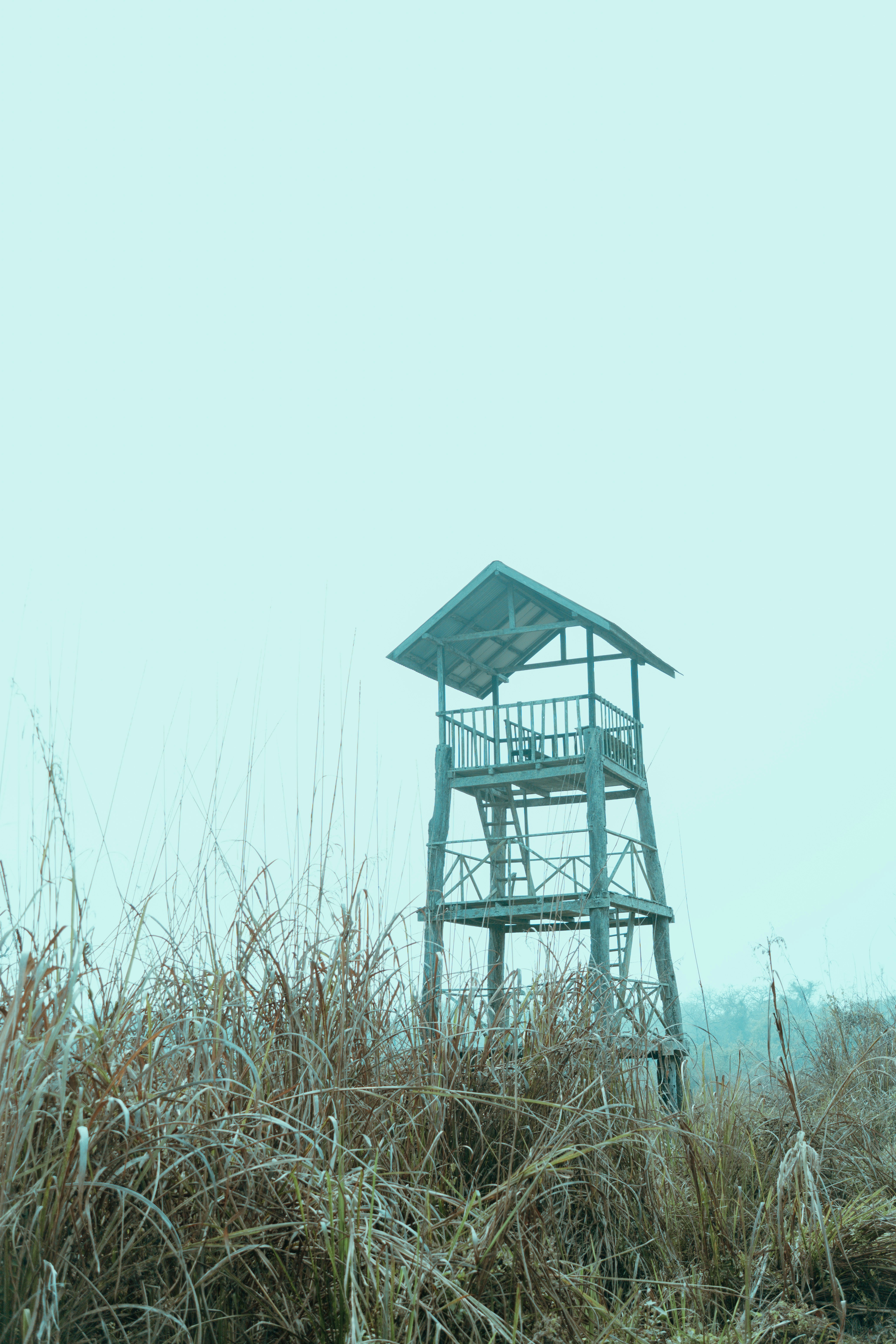 Guarded Overgrowth: A Watchtower Above the Tall Grass