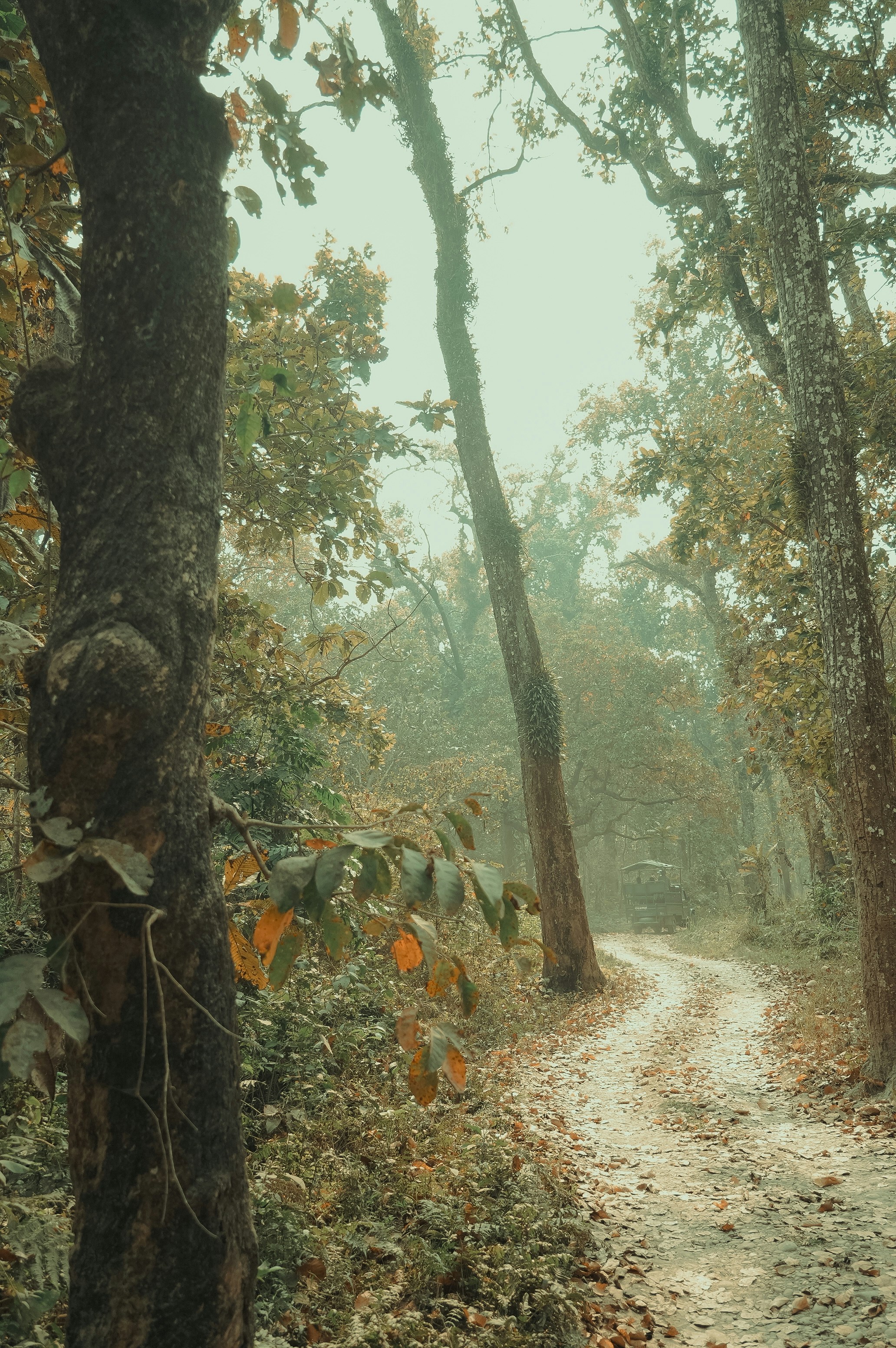 Autumnal Path: Dappled Light Through the Quiet Woods