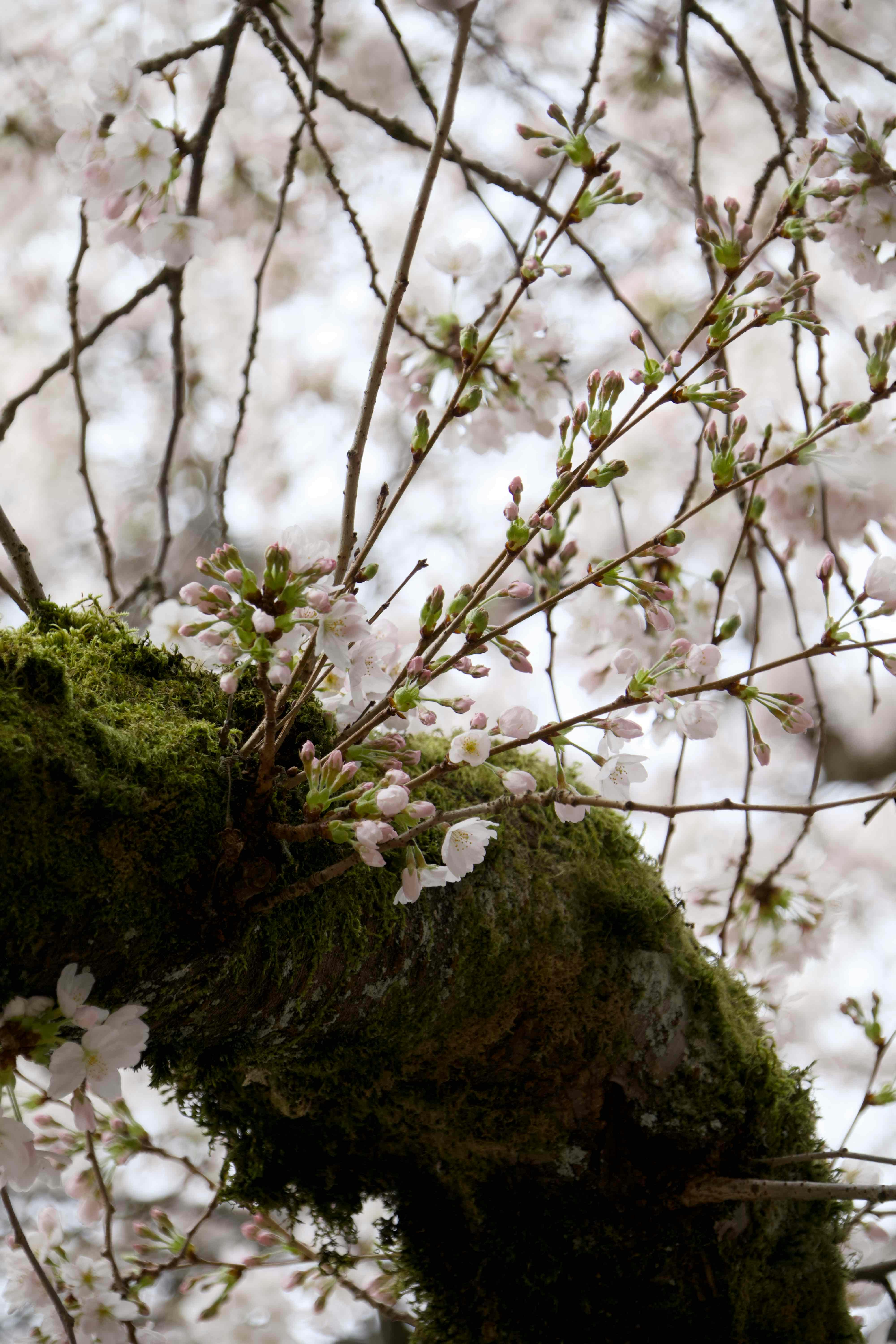 Blossoms on Mossy Span: A Gentle Spring Climb