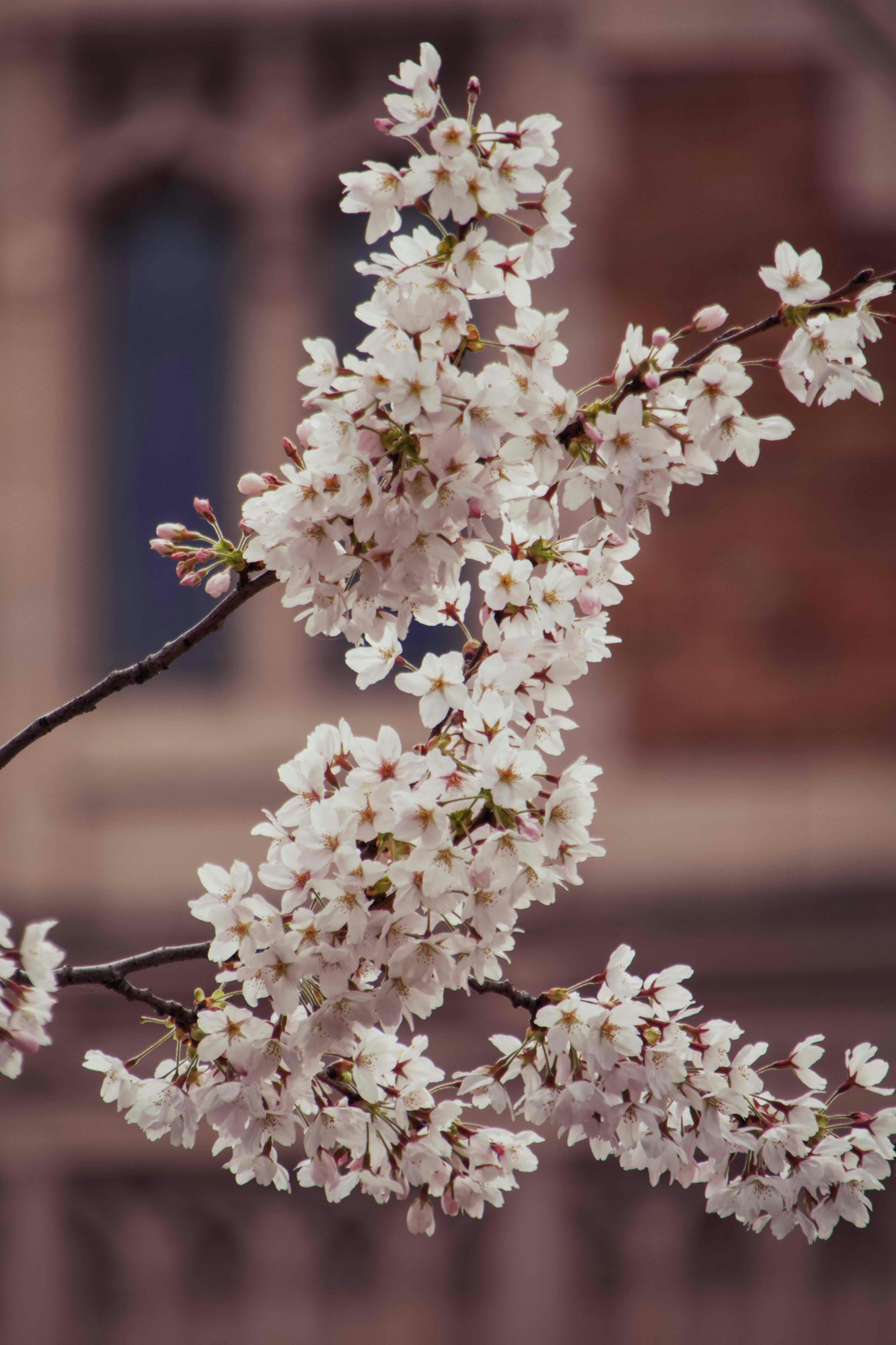 Whispers of Spring: A Blooming Cherry on the City Window