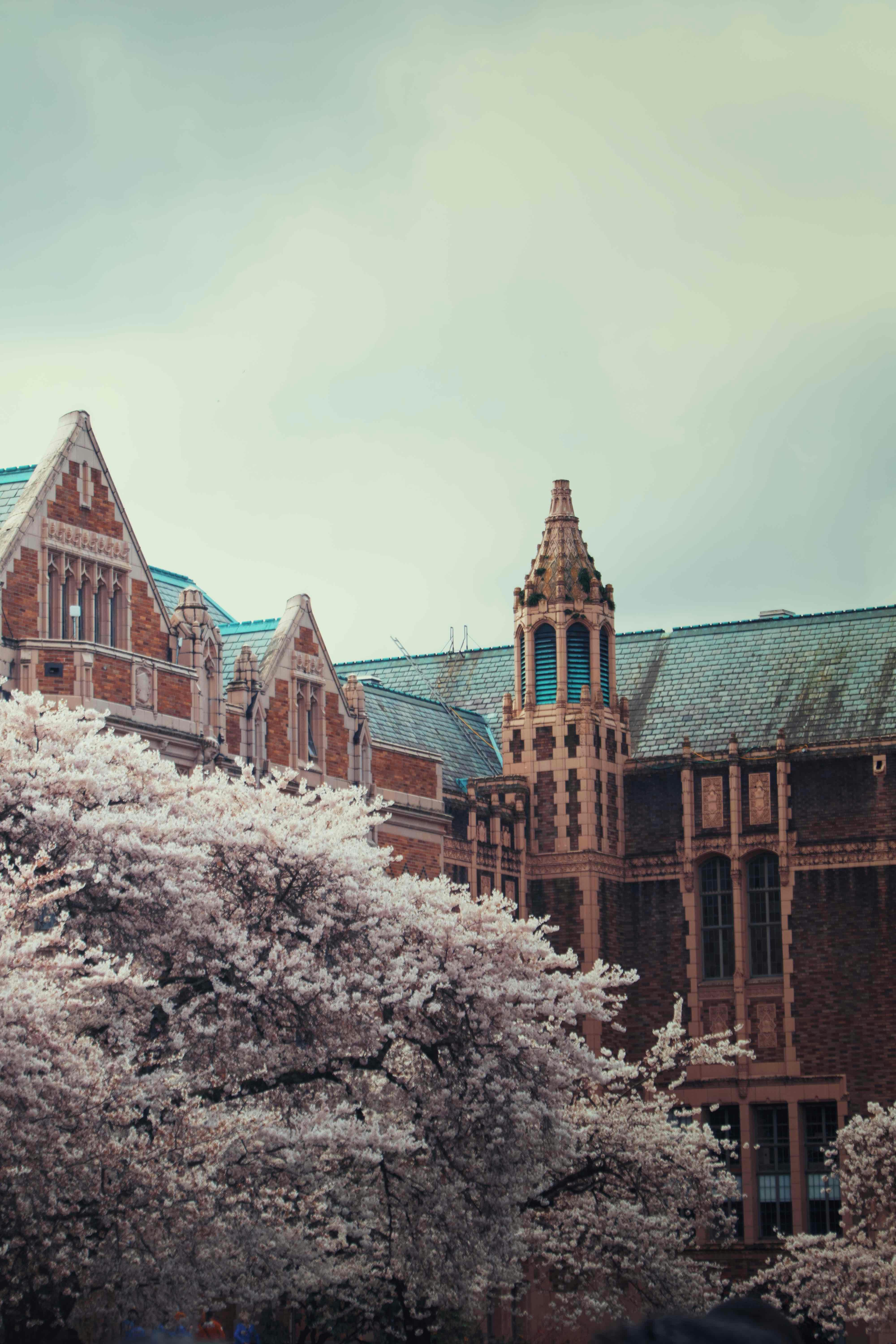 Cherry Blossom Cathedral: Urban Campus in Spring Bloom