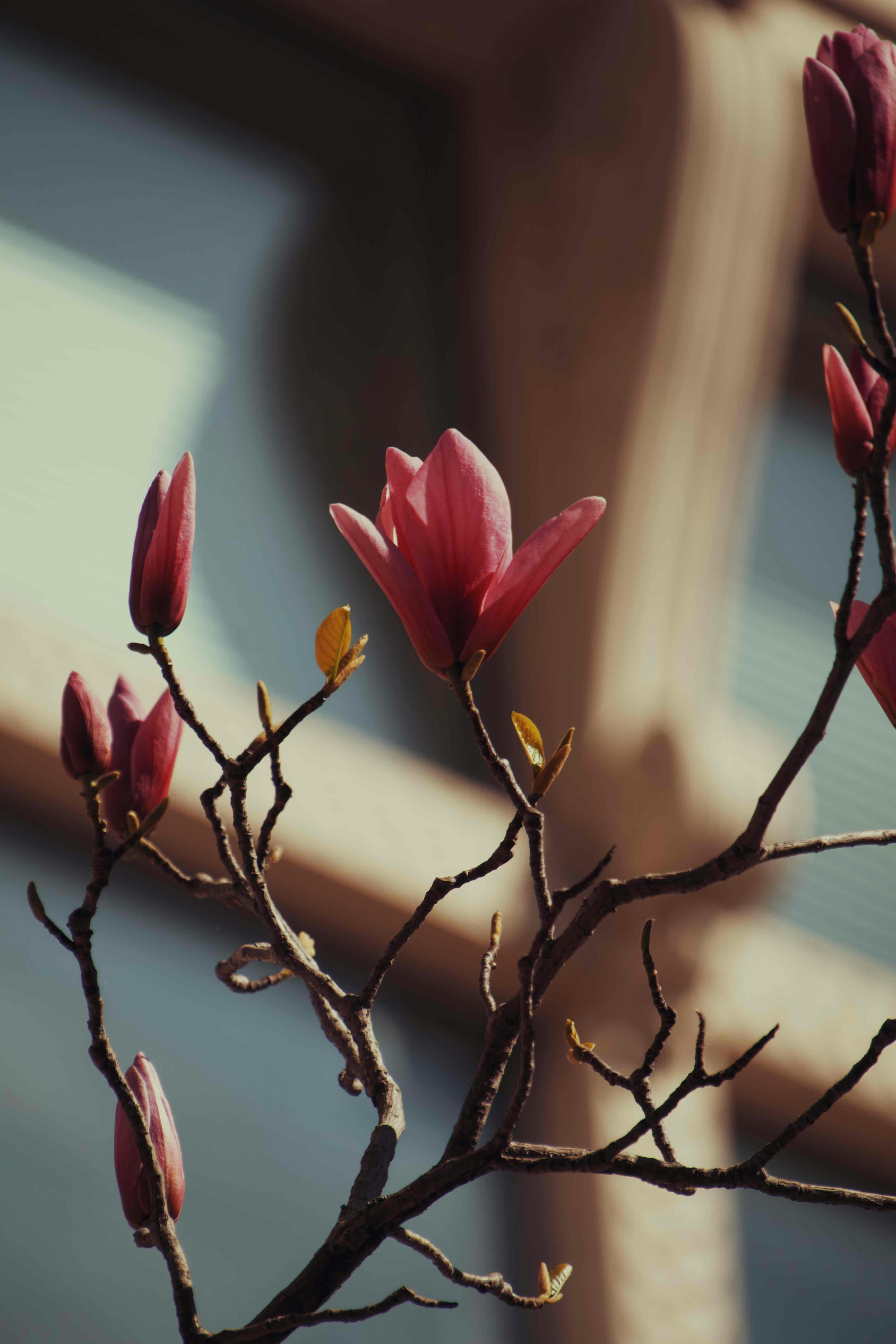 Blossoms Primer on a Silent Branch