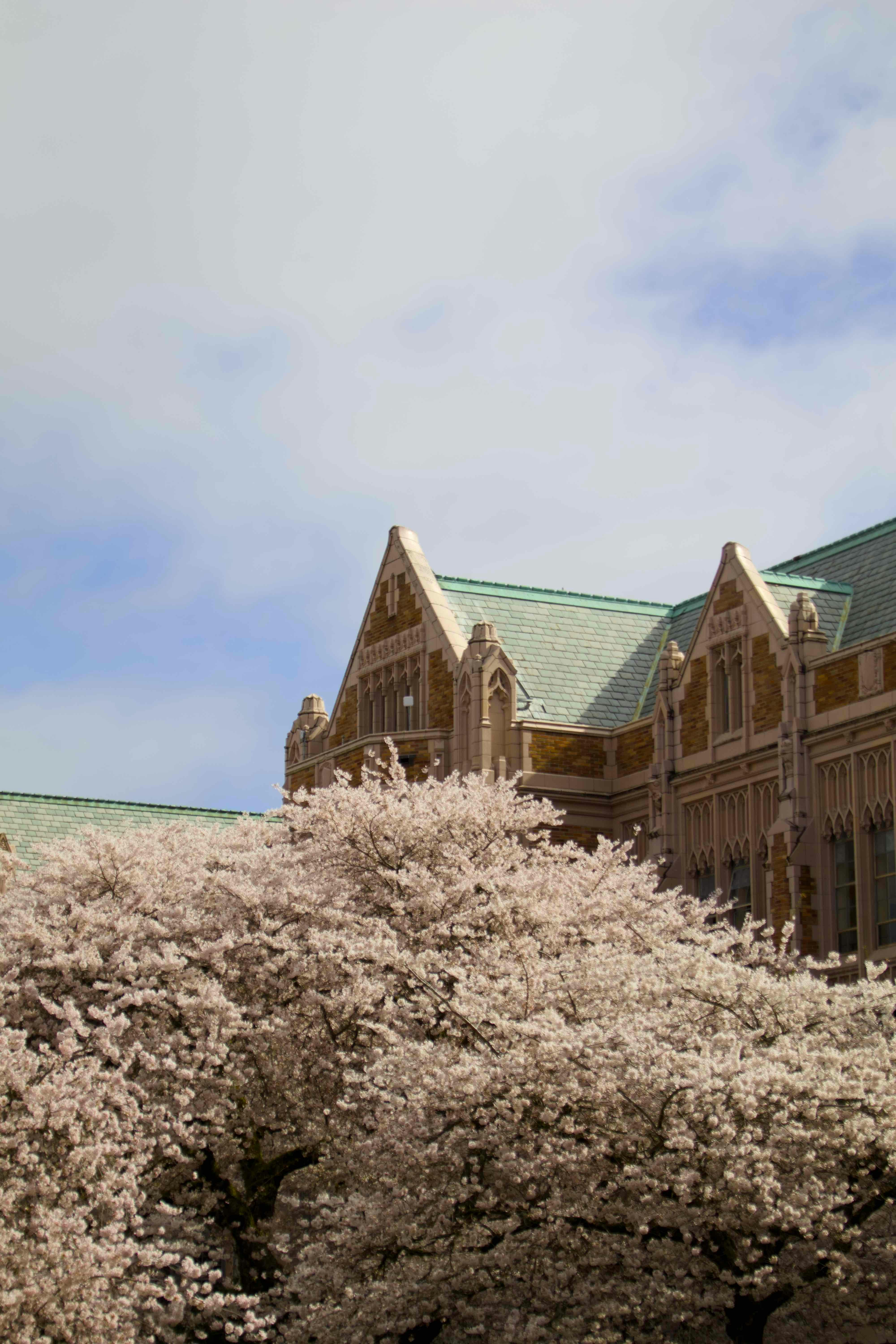 Blossoms Before the University Facade