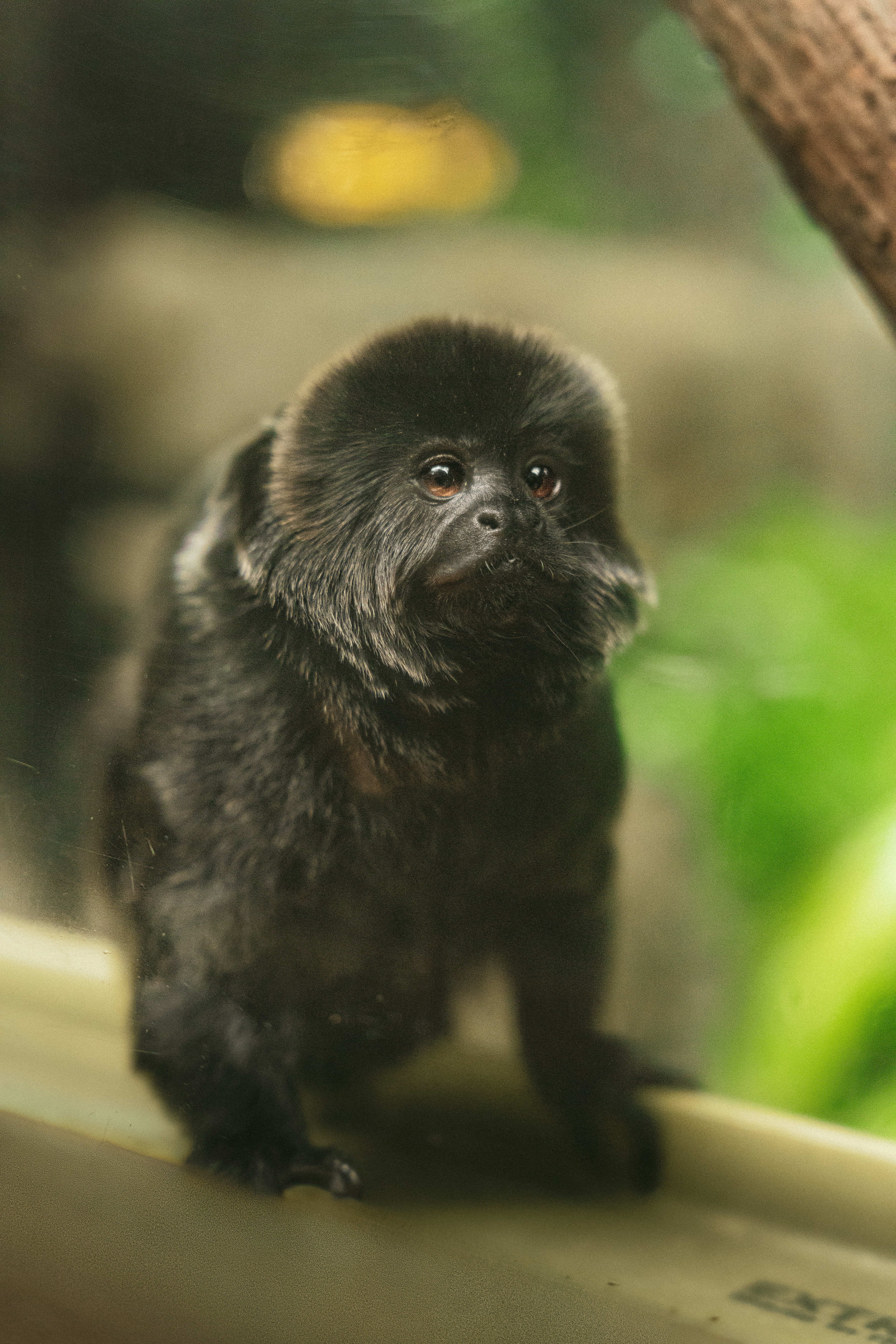 Curious Night Drifter: A Young Gorilla Cub Gazes Through Glass