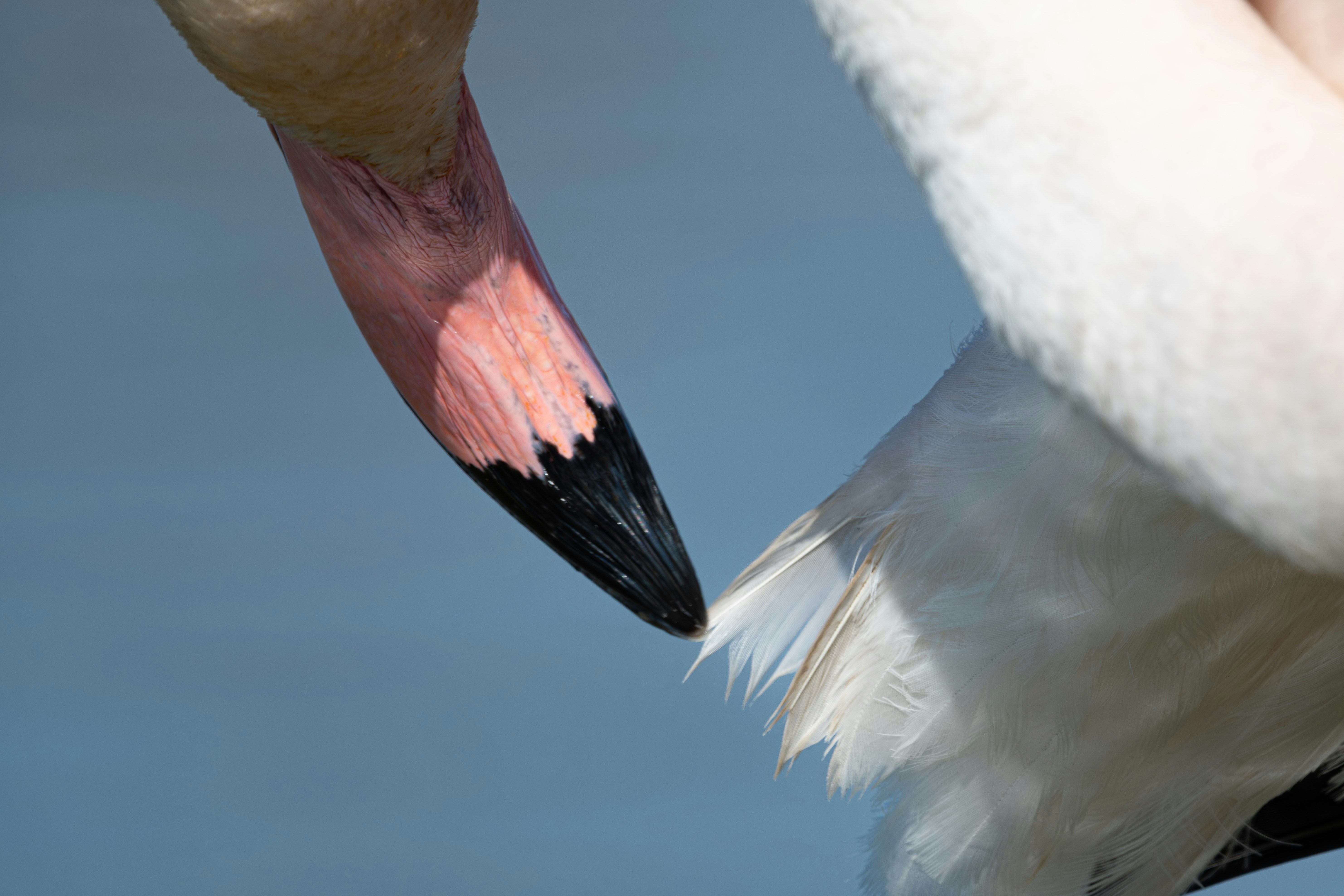 Close-up of a flamingo's beak and feather edge in soft water-toned background