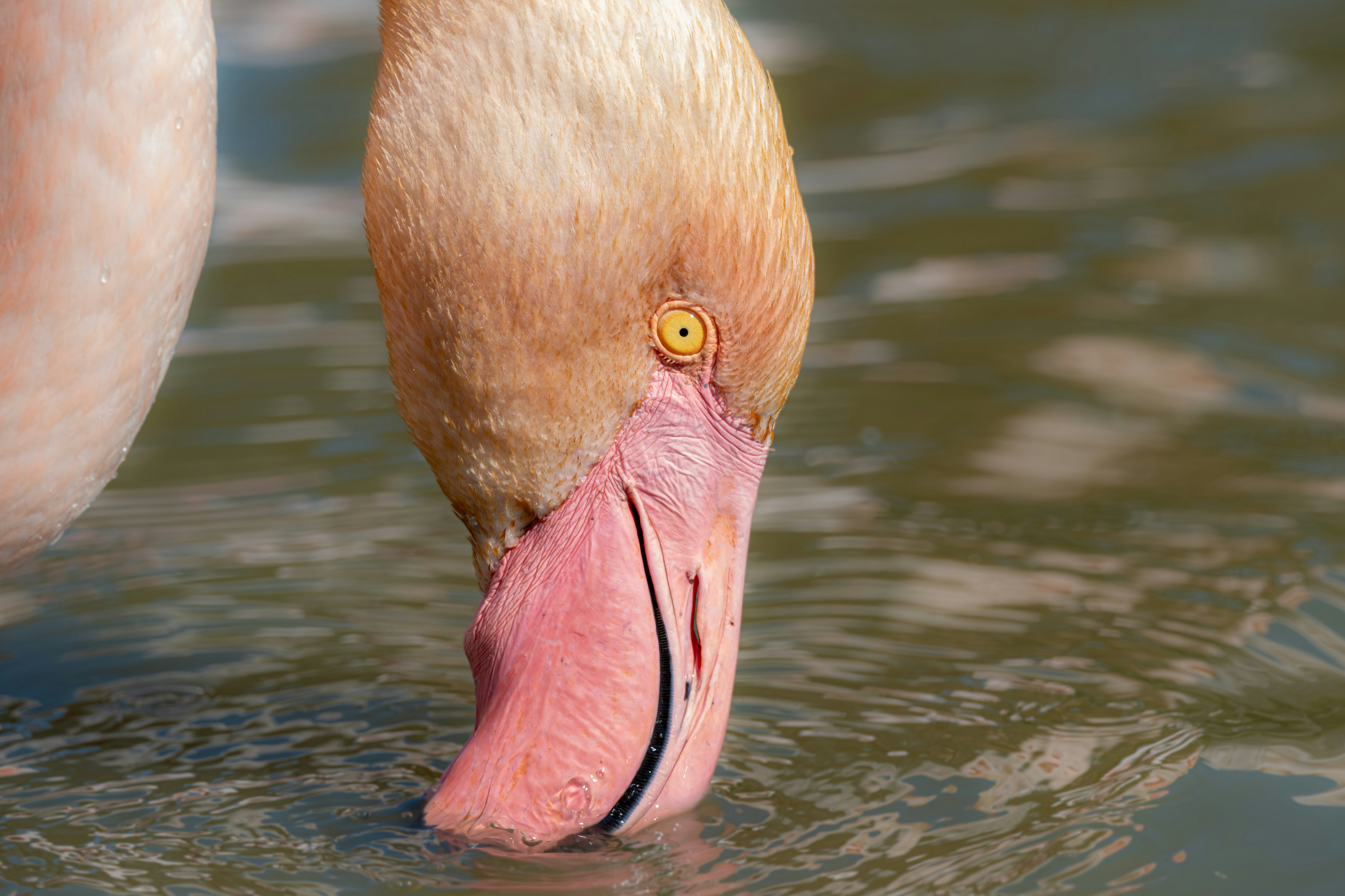 Pink Beak in Ripples: A Flamingo's Quiet Gaze