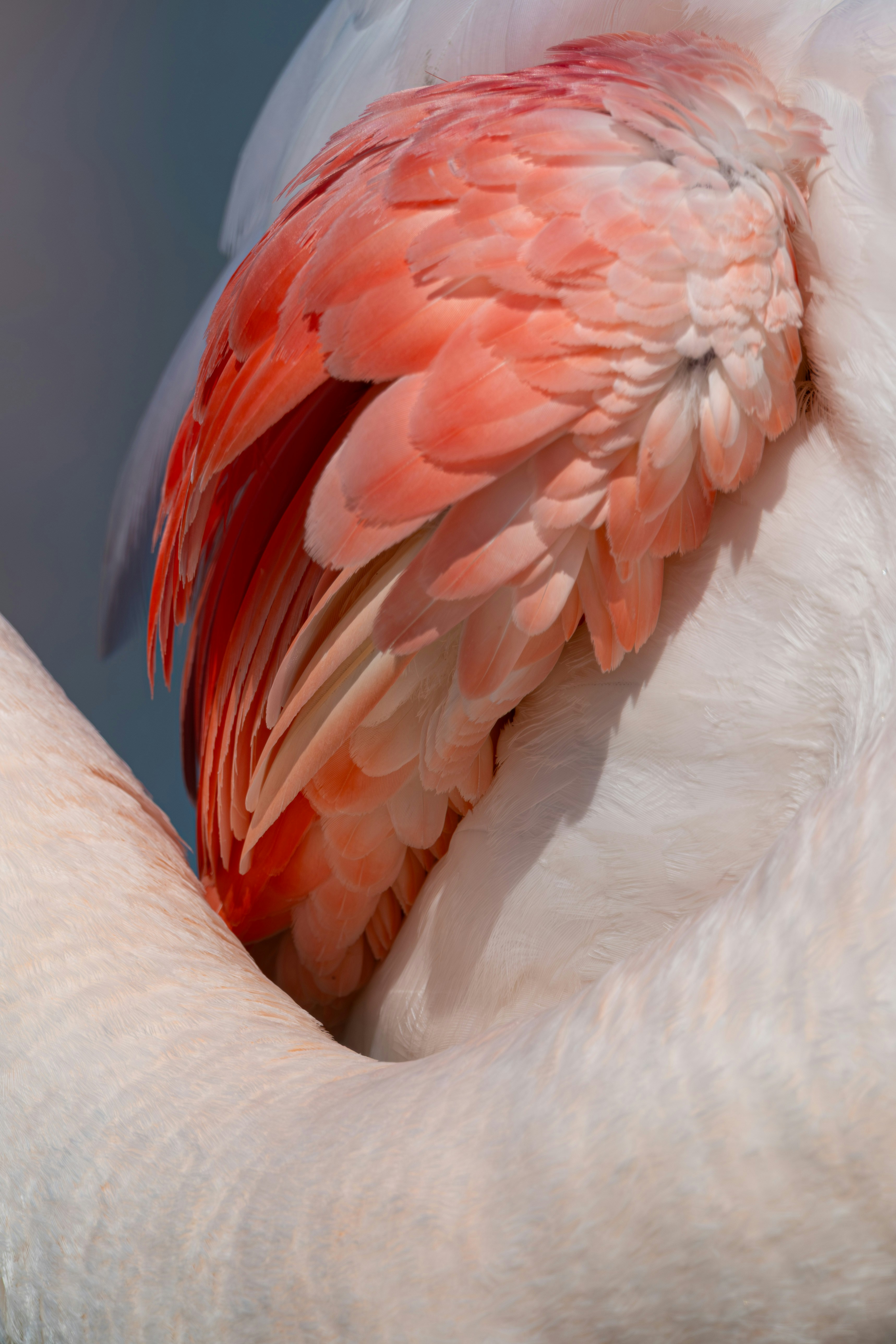 Soft Coral Feathers: A Flamingo's Wing in Warm Light