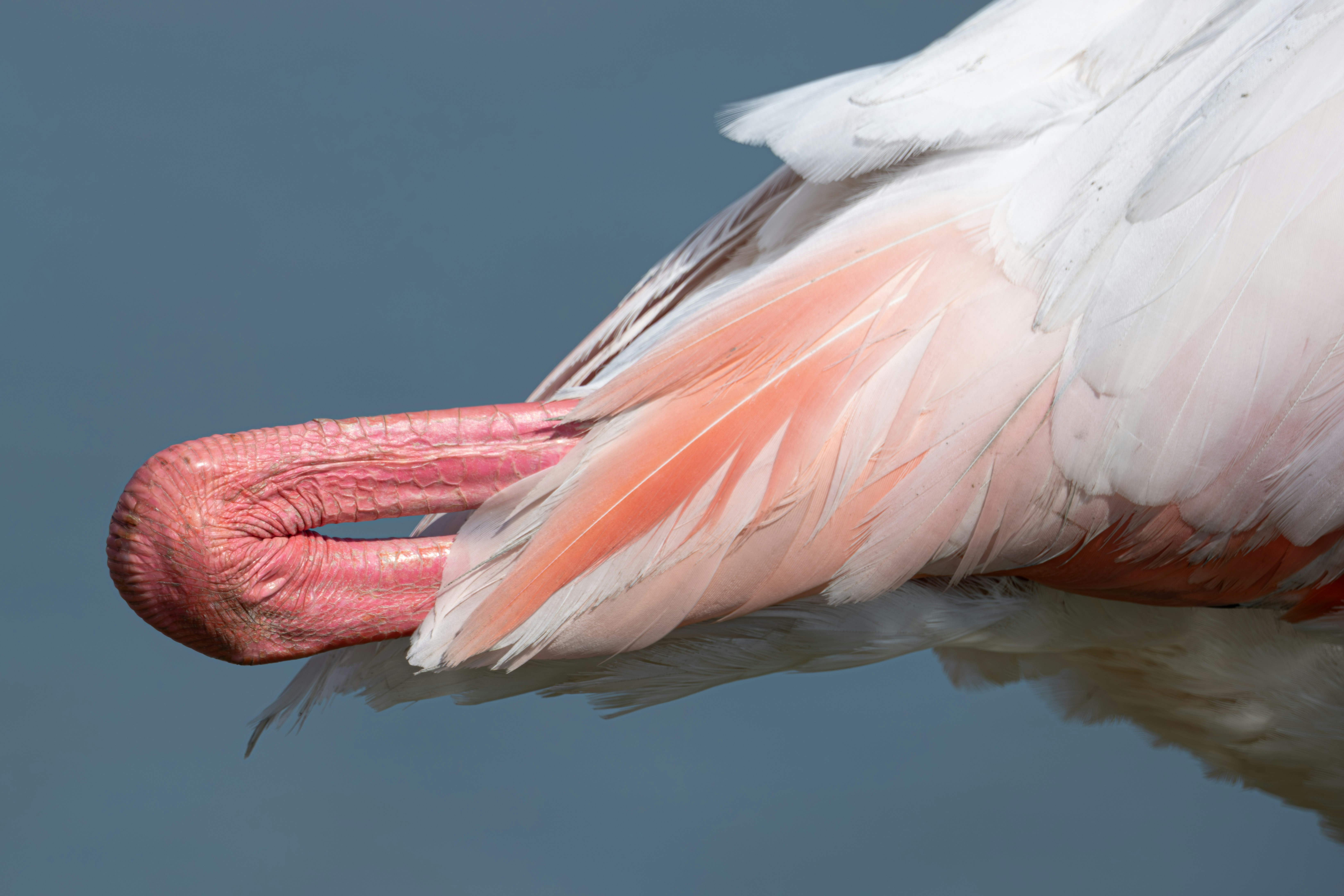 Curved Pink Sash of Feathered Grace