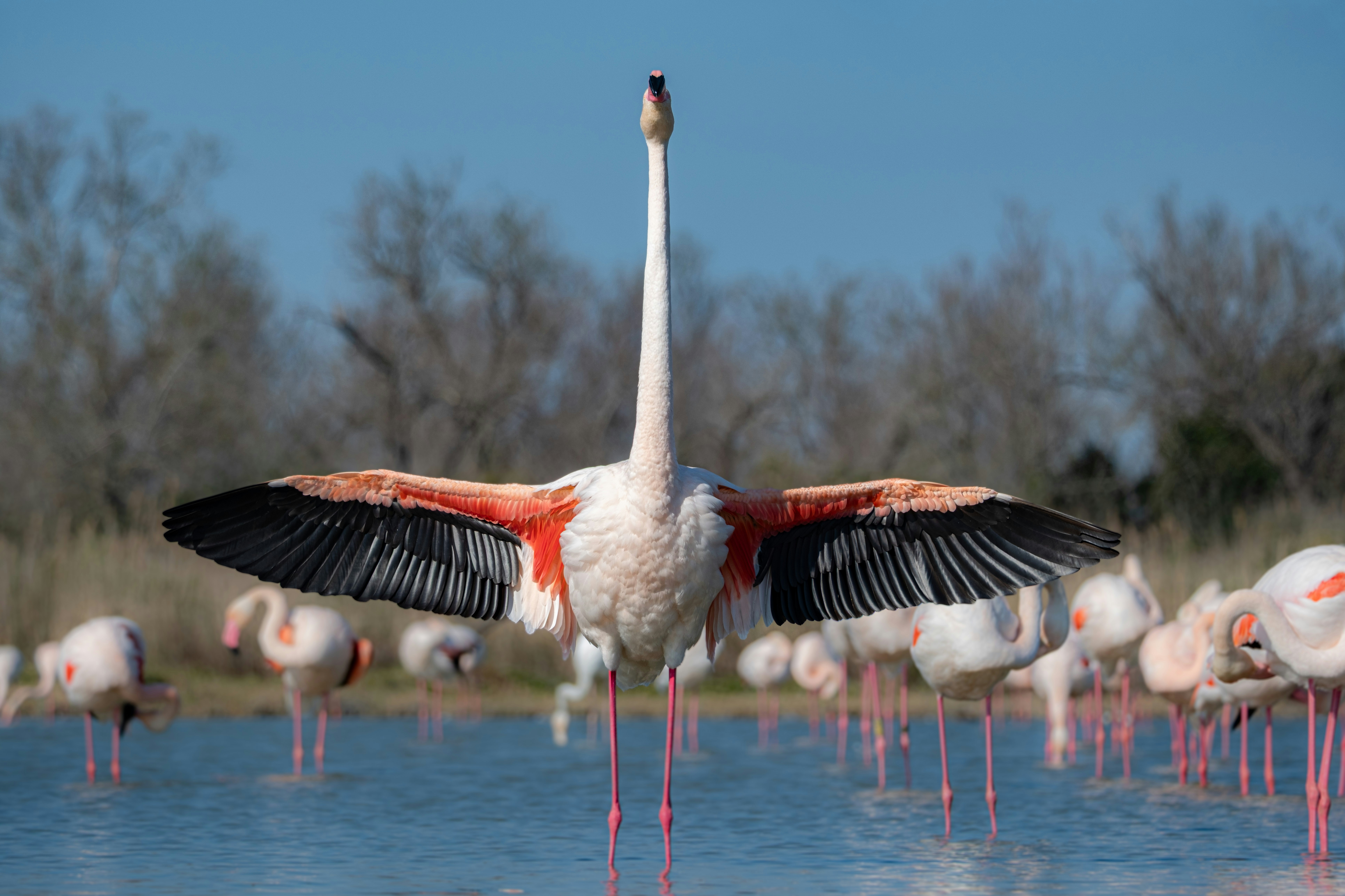 Center Stage: Great White Crane with Wingspread in a Flamingo Flock