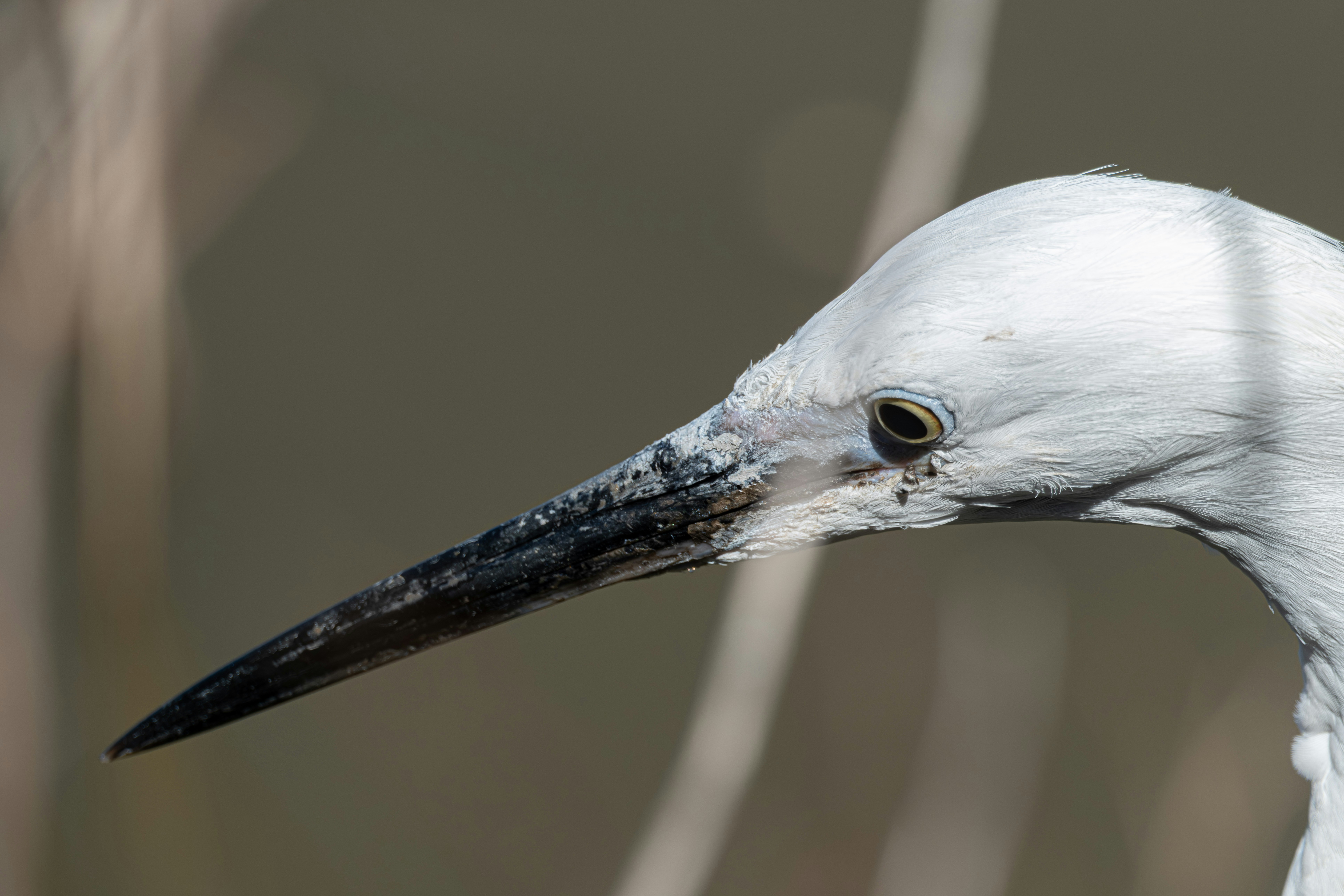 Close-Up of a White Egret Beak: Texture and Focus in Soft Backdrop