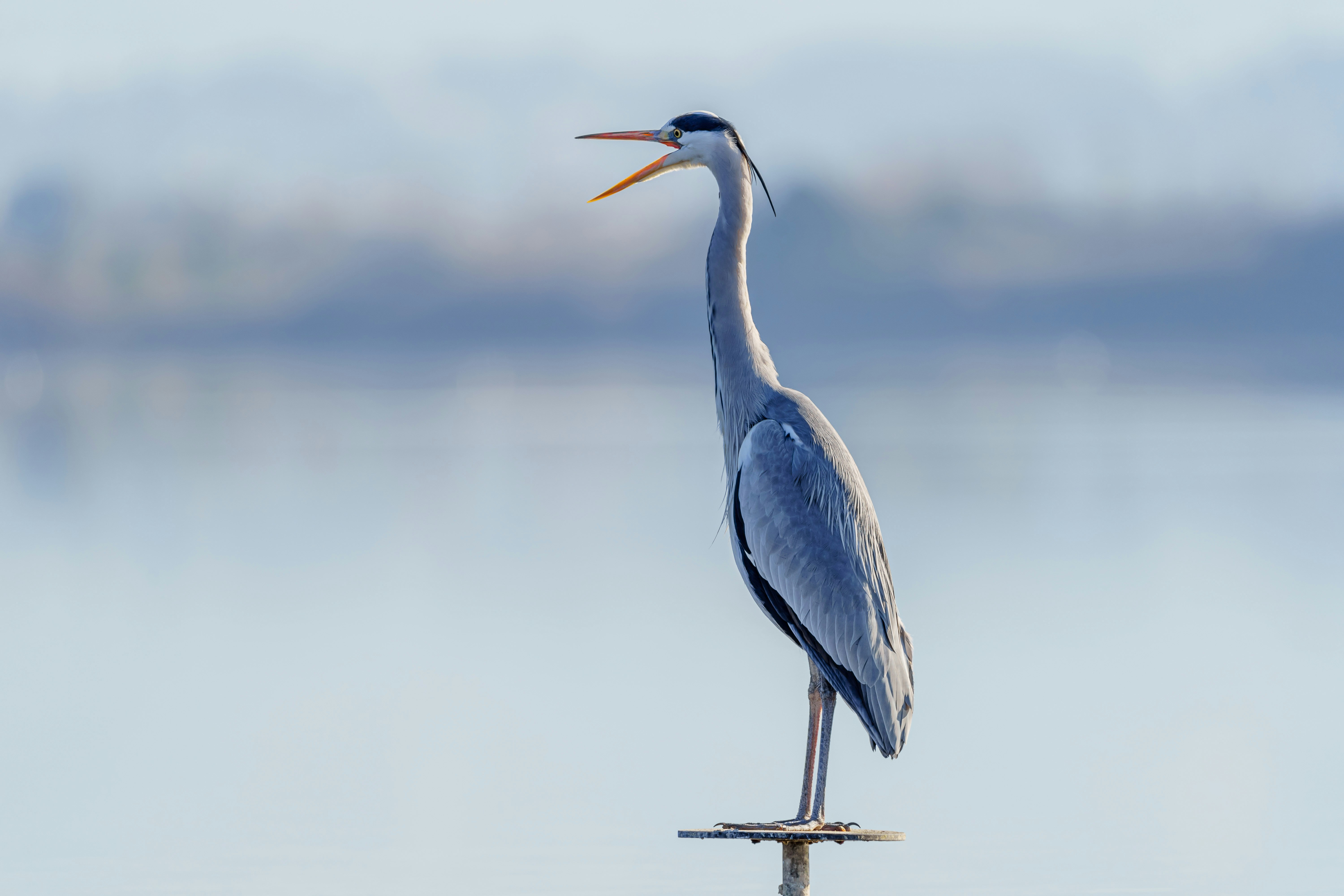 Cerulean Heron on a Quiet Tidal Spire