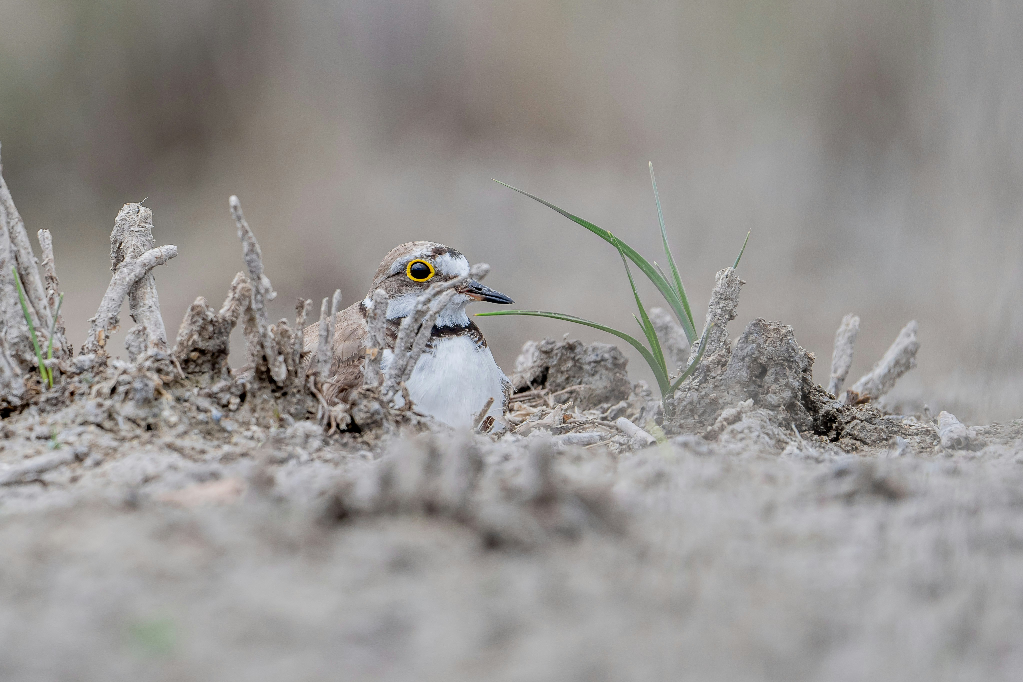Grounded Watch: A Sandpiper's Quiet Moment Among Dried Spires