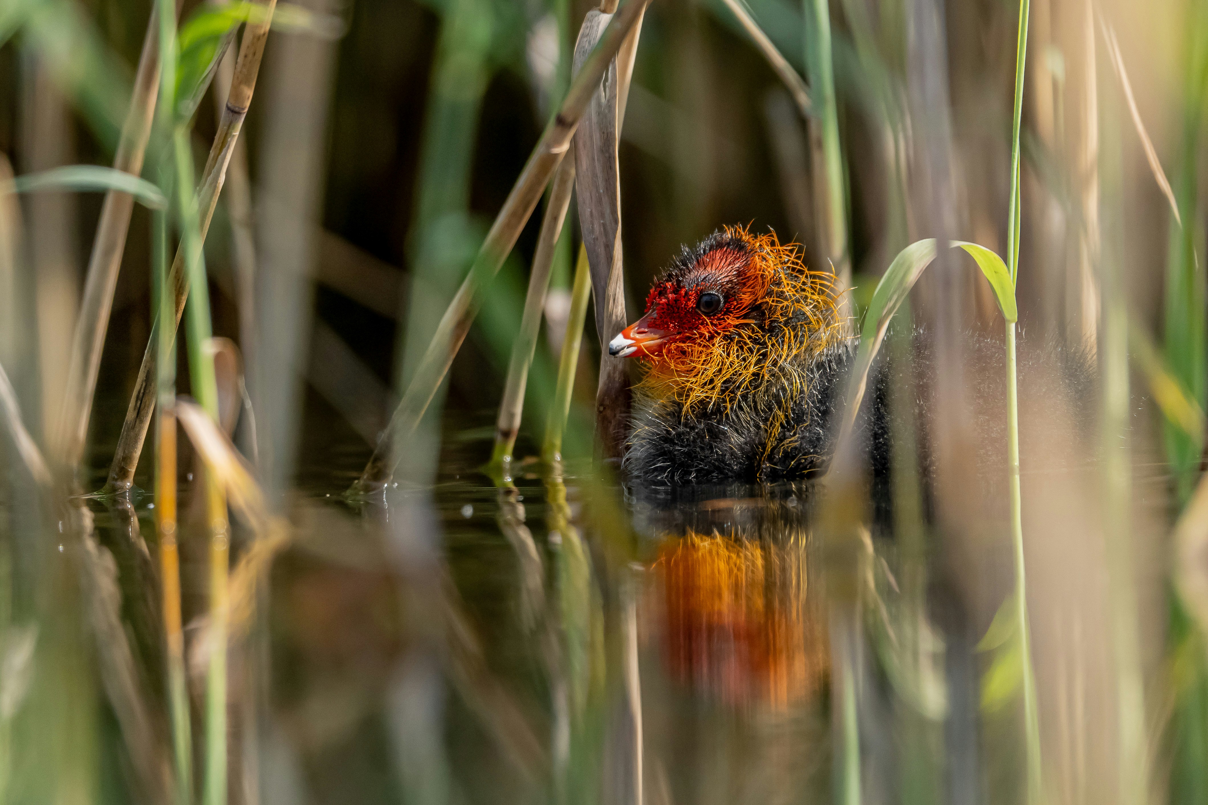 Flame-crested Chick in Reeds