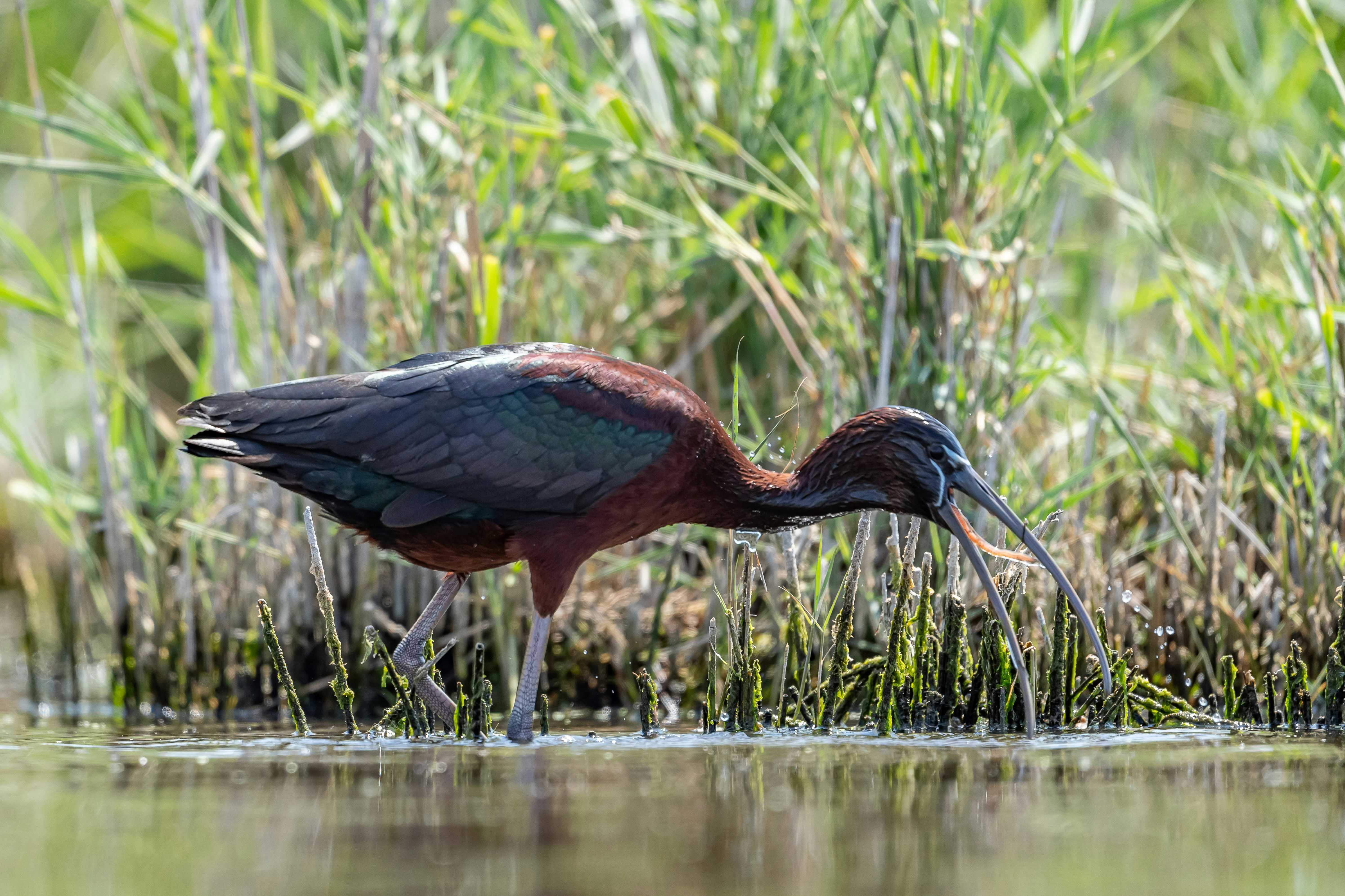 Crimson Heron in Reedy Shallows