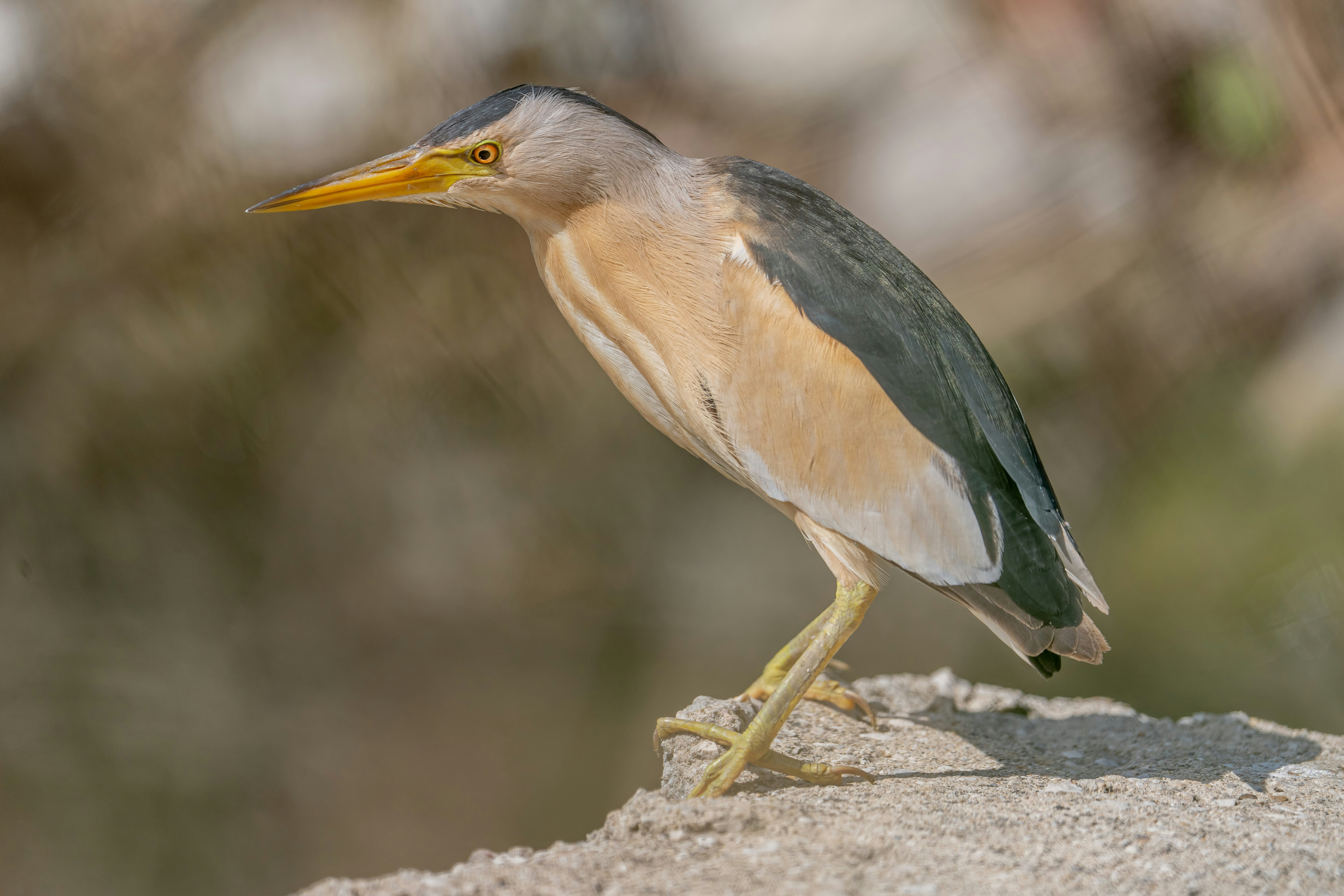 Heron in Profile: Silent Perch on Gravel Edge