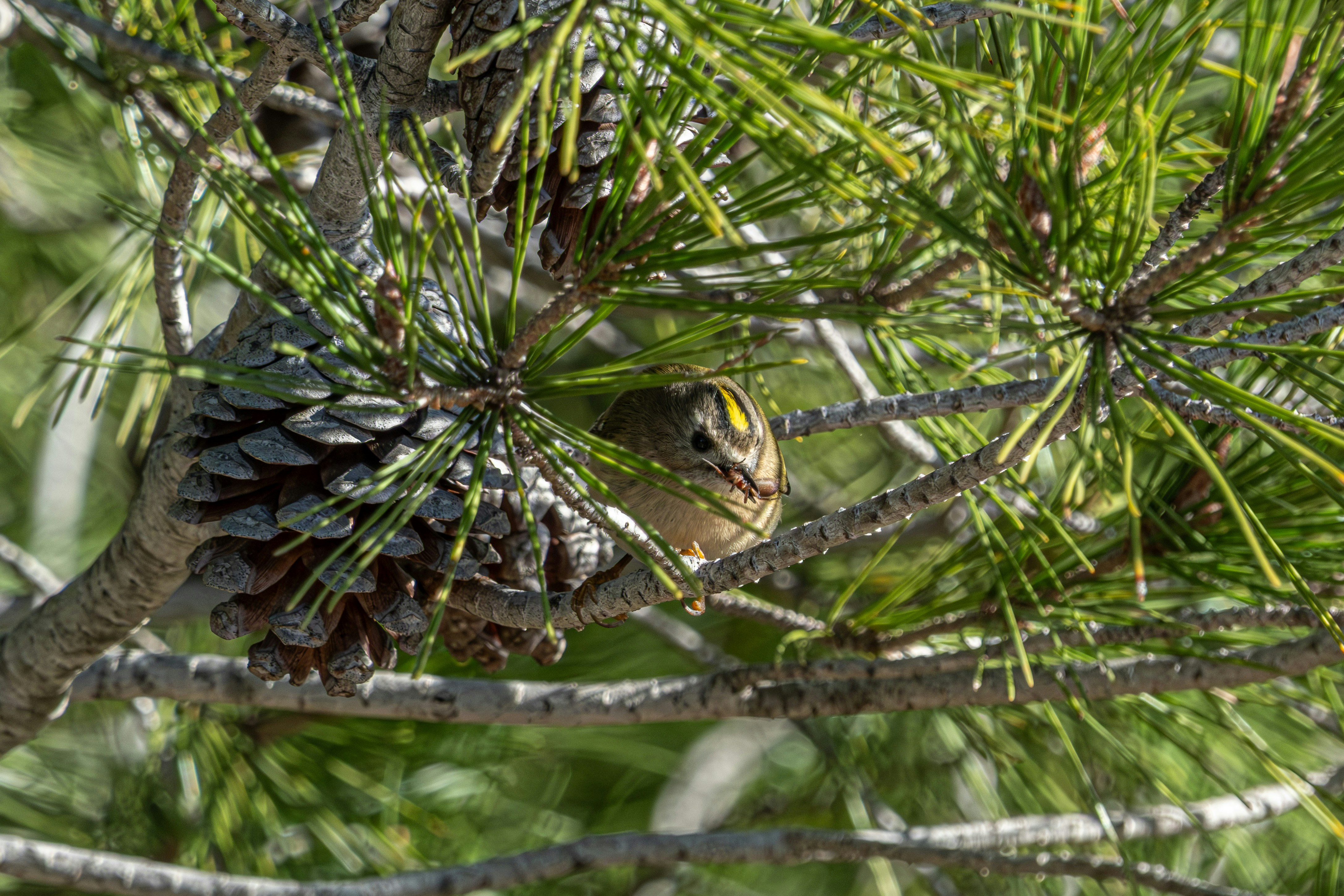 Hidden Olive-Eyed Singer in Pine Needles