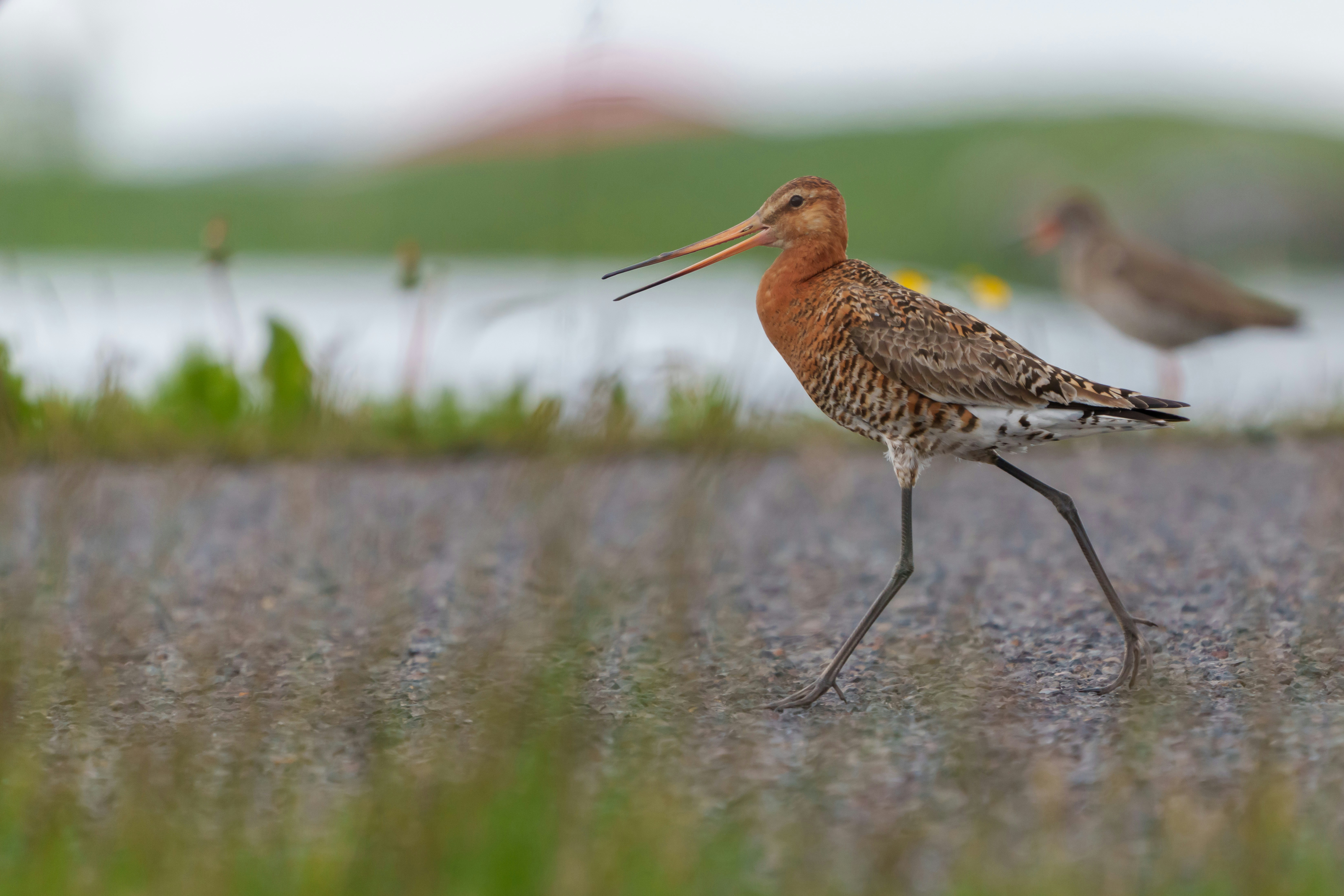 Long-legged Shorebird in Motion at the Water’s Edge