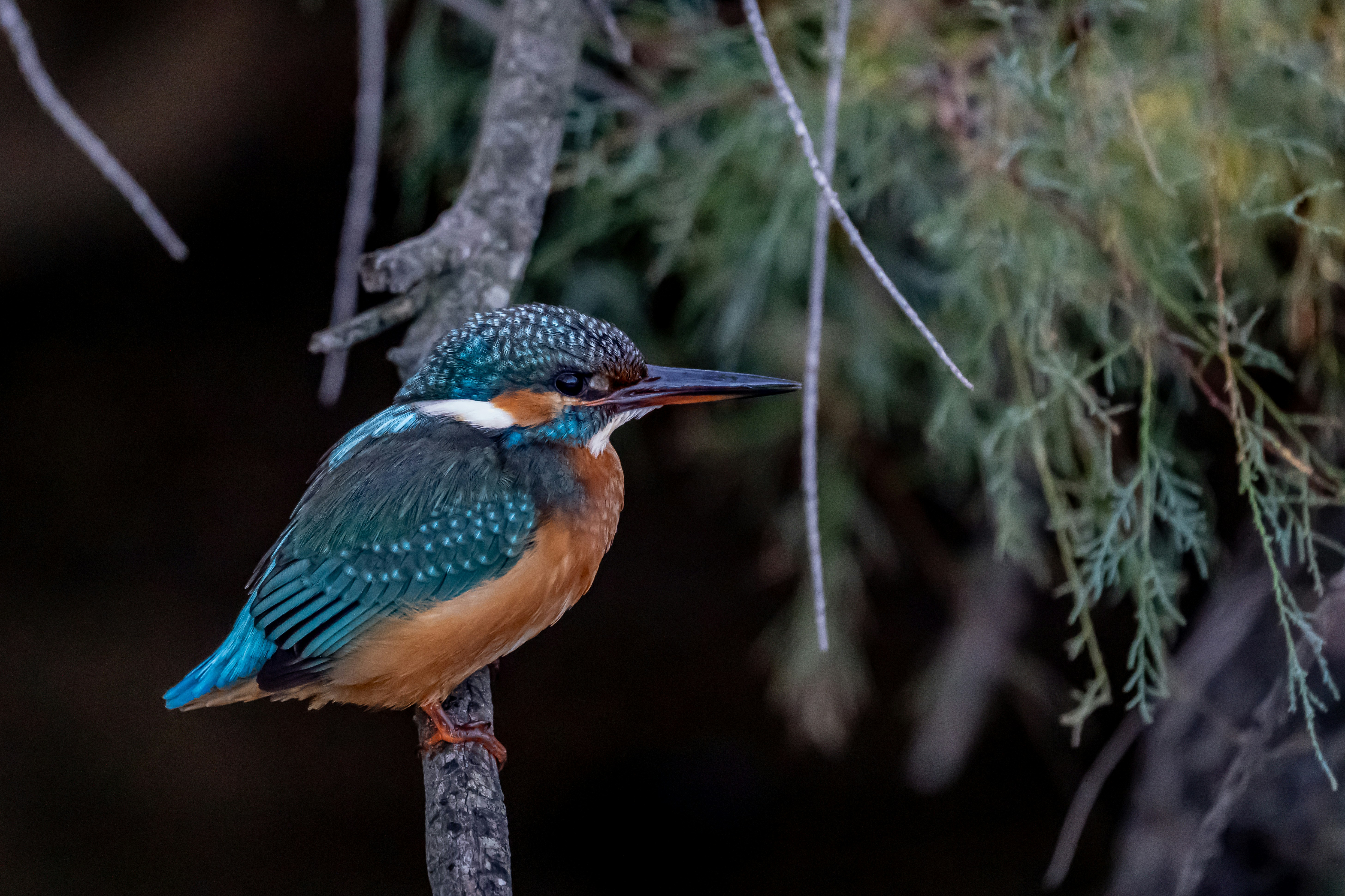 Azure-tinged Kingfisher on a Silent Branch