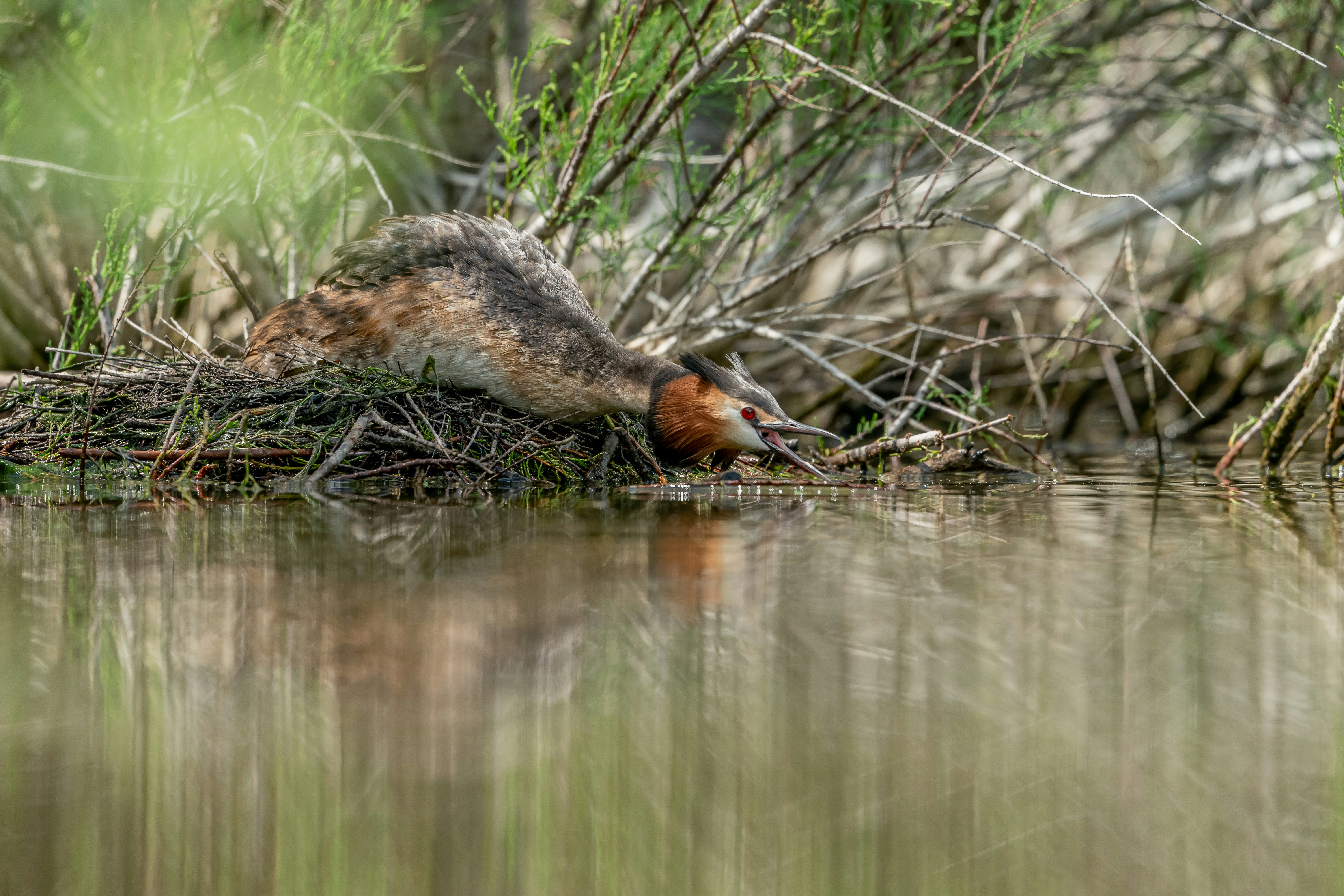 A hunter in still waters: kingfisher emerging from a mossy bank