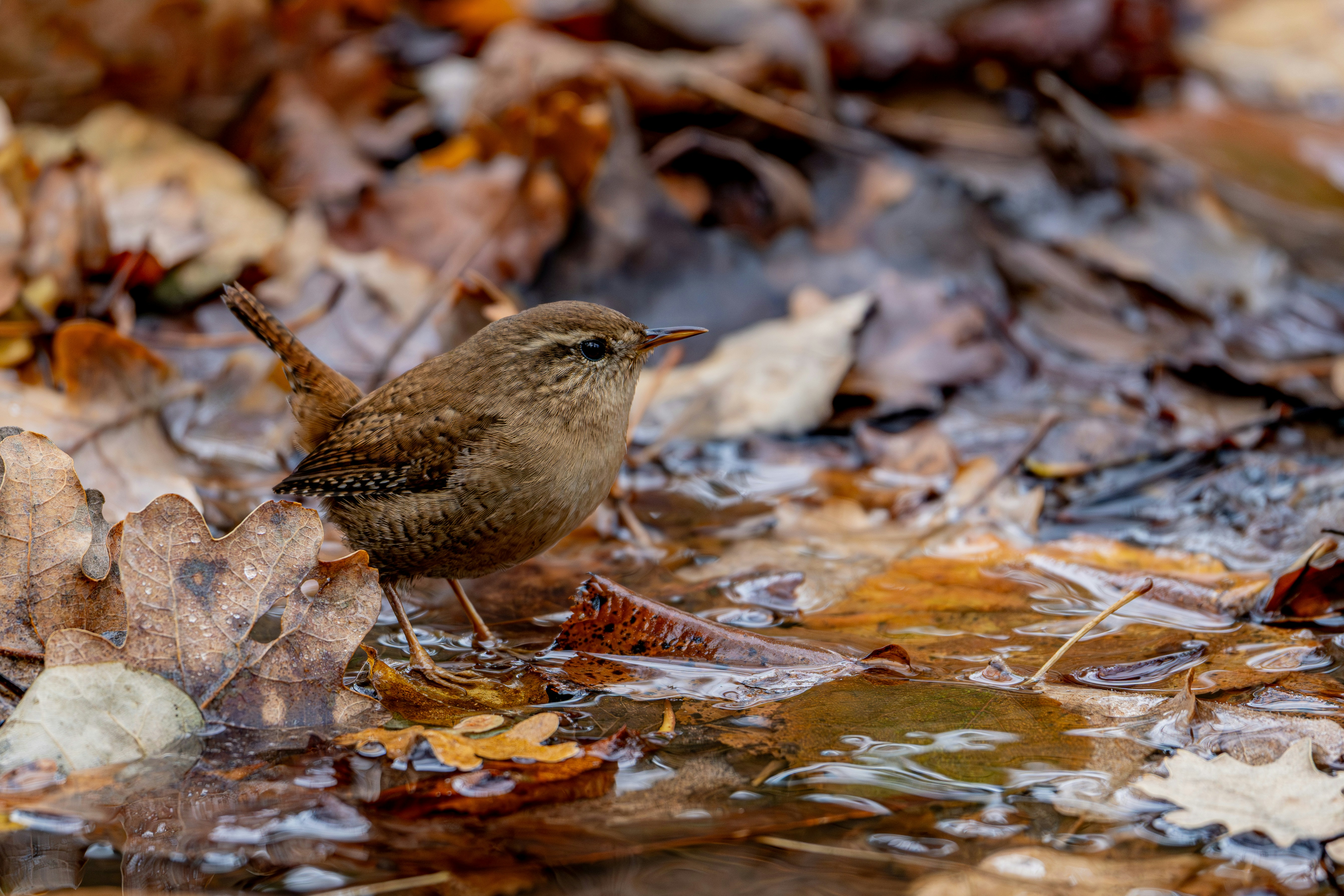 Brown Wren on Leaf-Littered Stream Edge