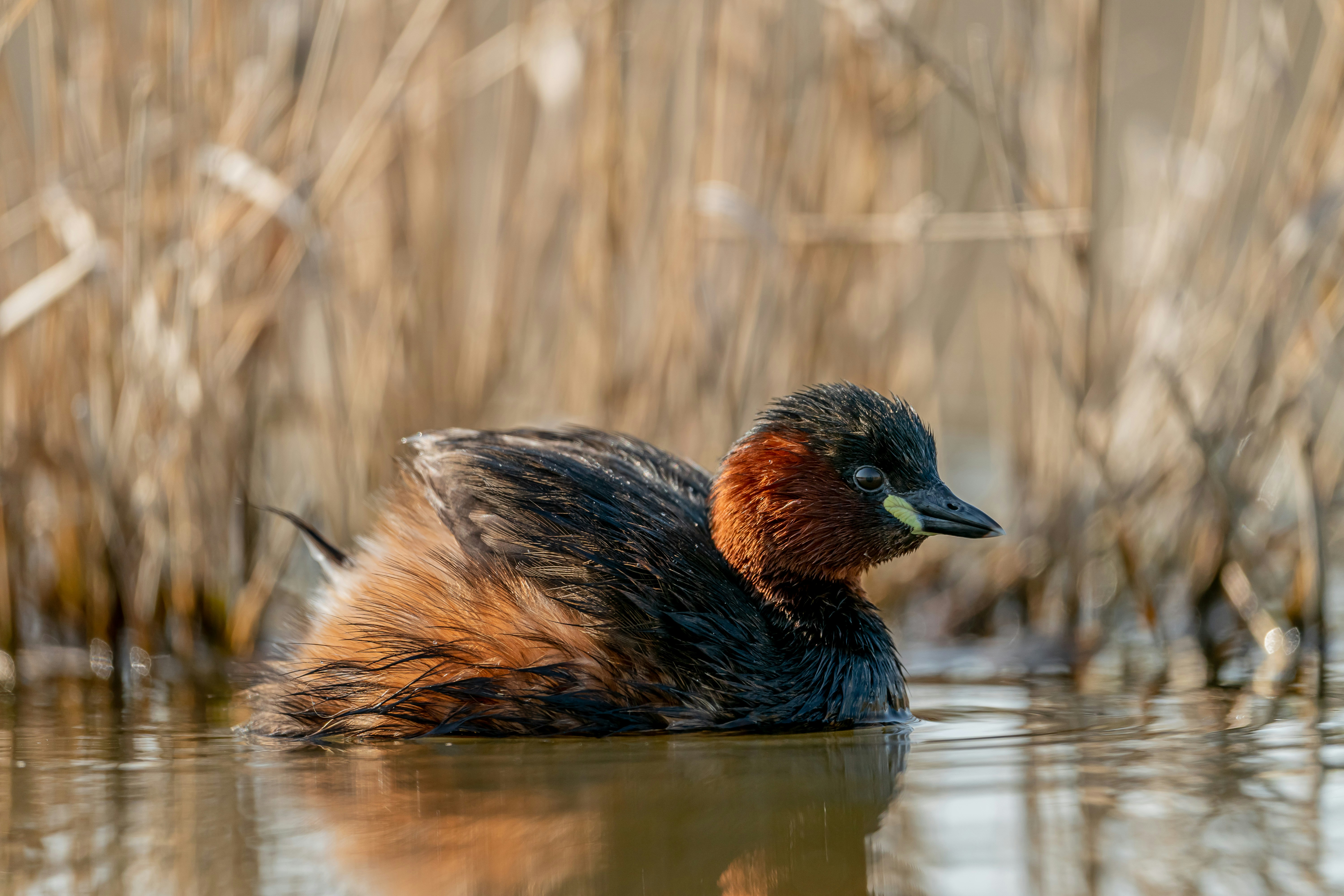 Red-breasted Duck in Quiet Marsh, Sunlit Ripples