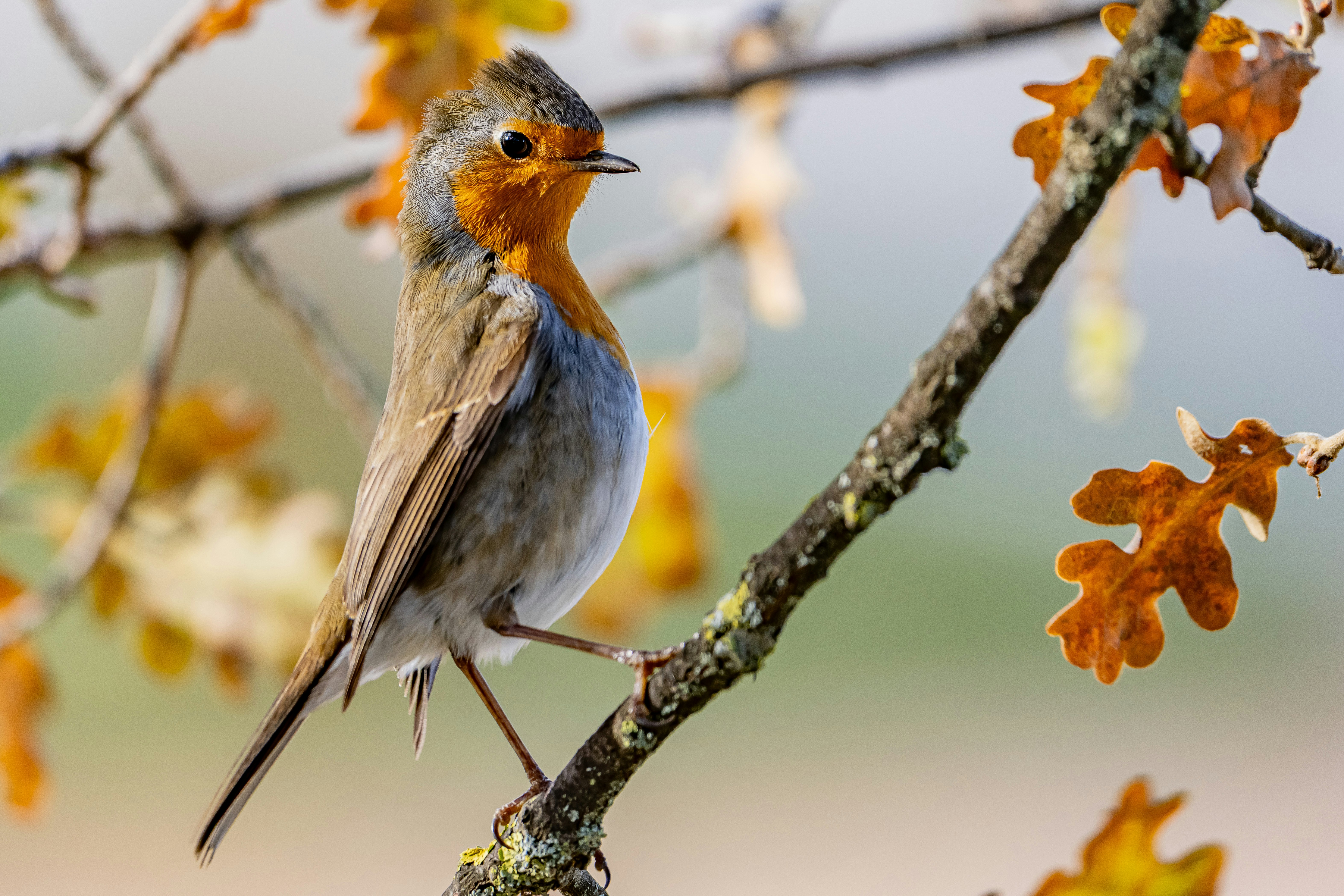 Robin on a Branch: Autumn Aurora