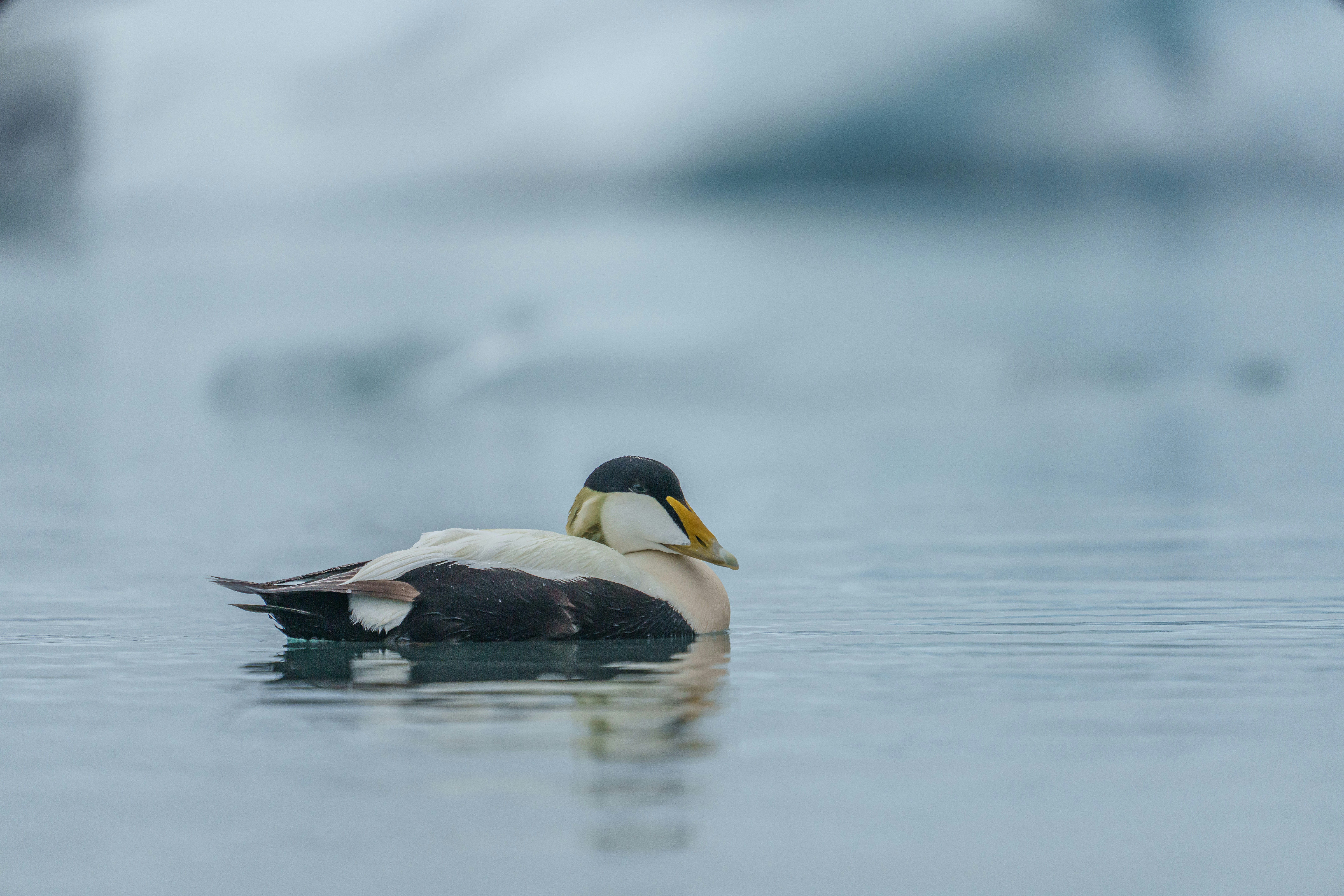 Lonely Eider Drifting Across a Calm Fjord