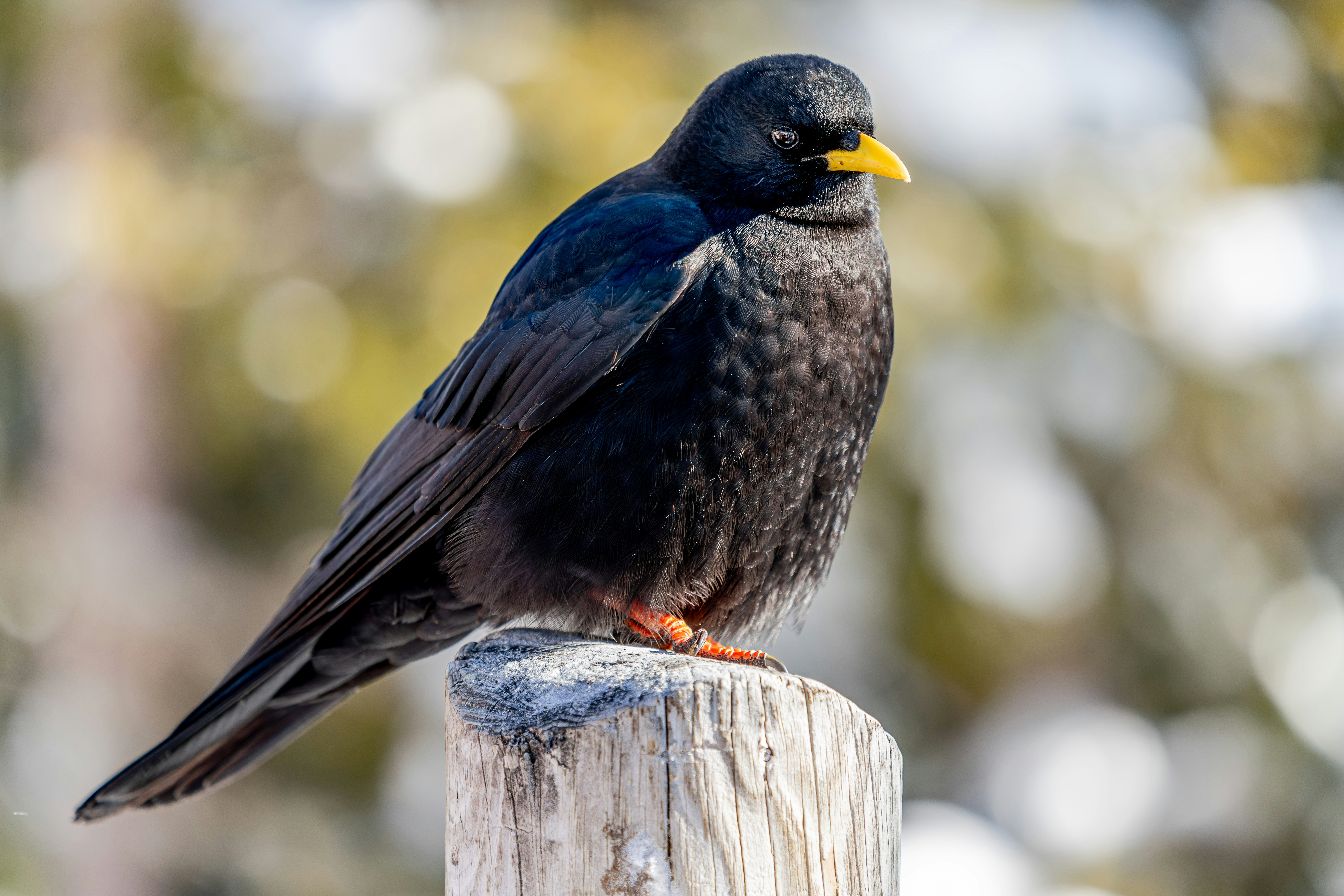 Midday Sentinel: A Black Star Perched on Weathered Wood
