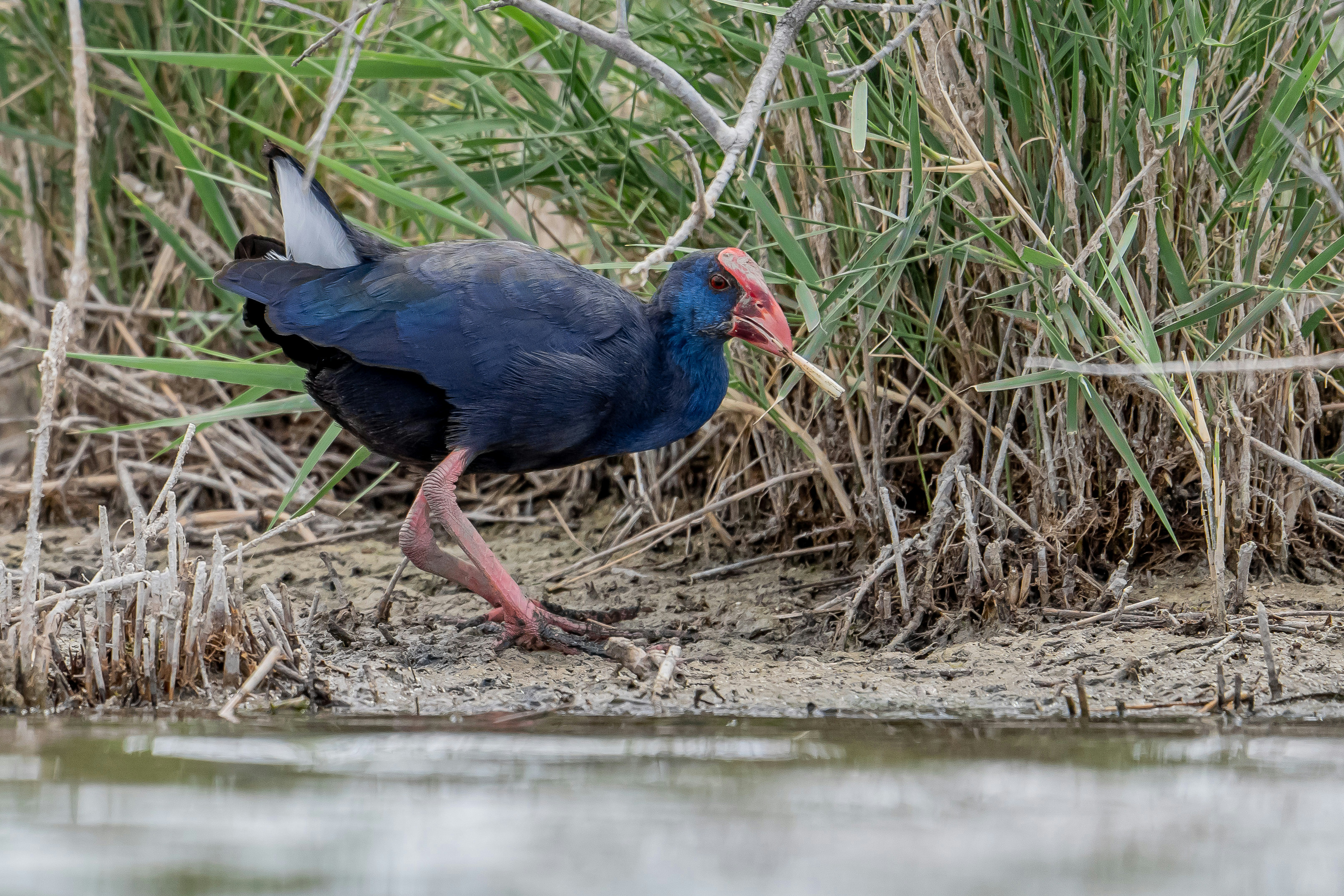Azure Beaked Sentinel: A Purple Gallinule at the Water's Edge