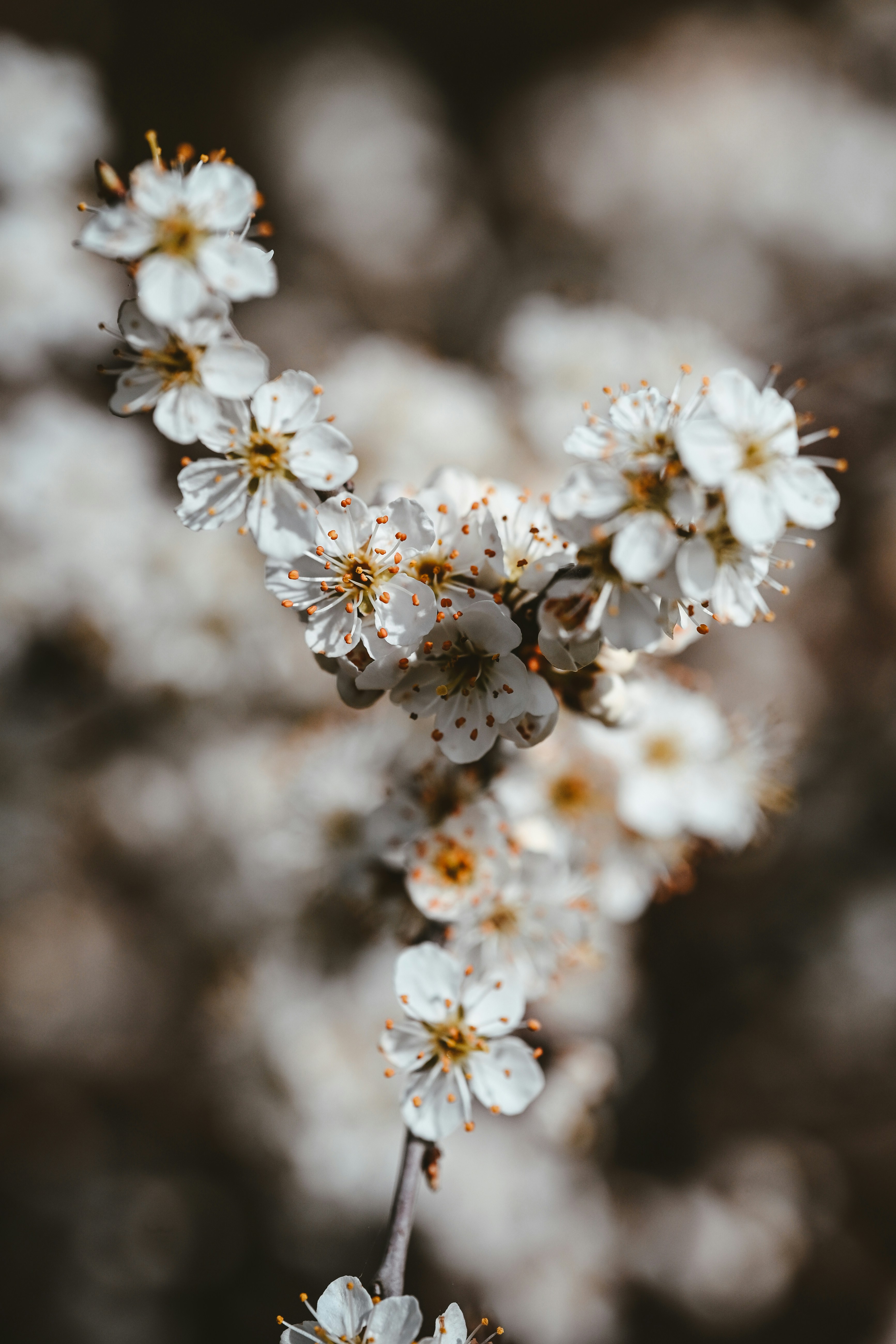 Whispers of Spring: Clustered White Blossoms in Soft Focus