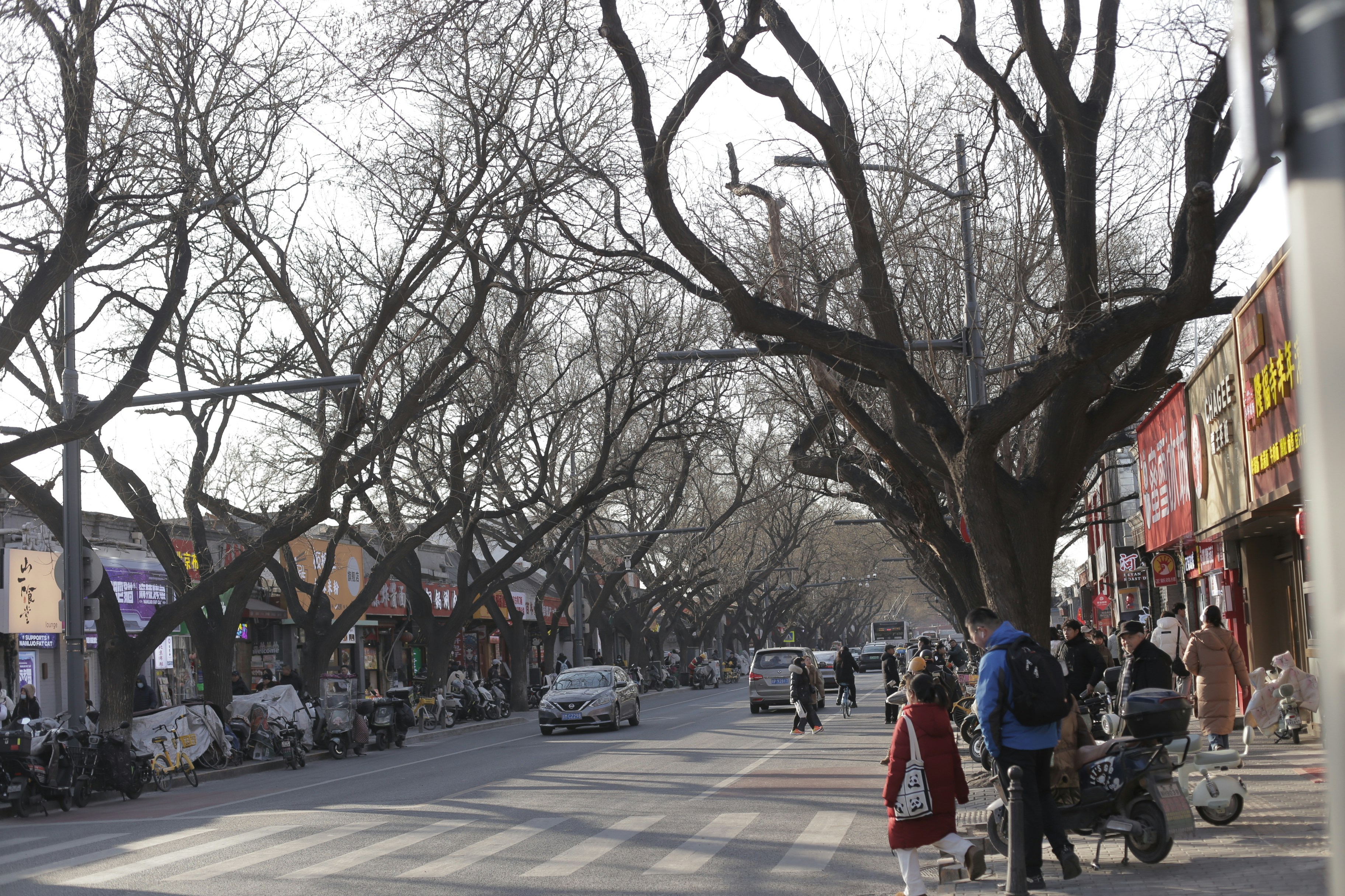 City Boulevard Beneath Dormant Branches