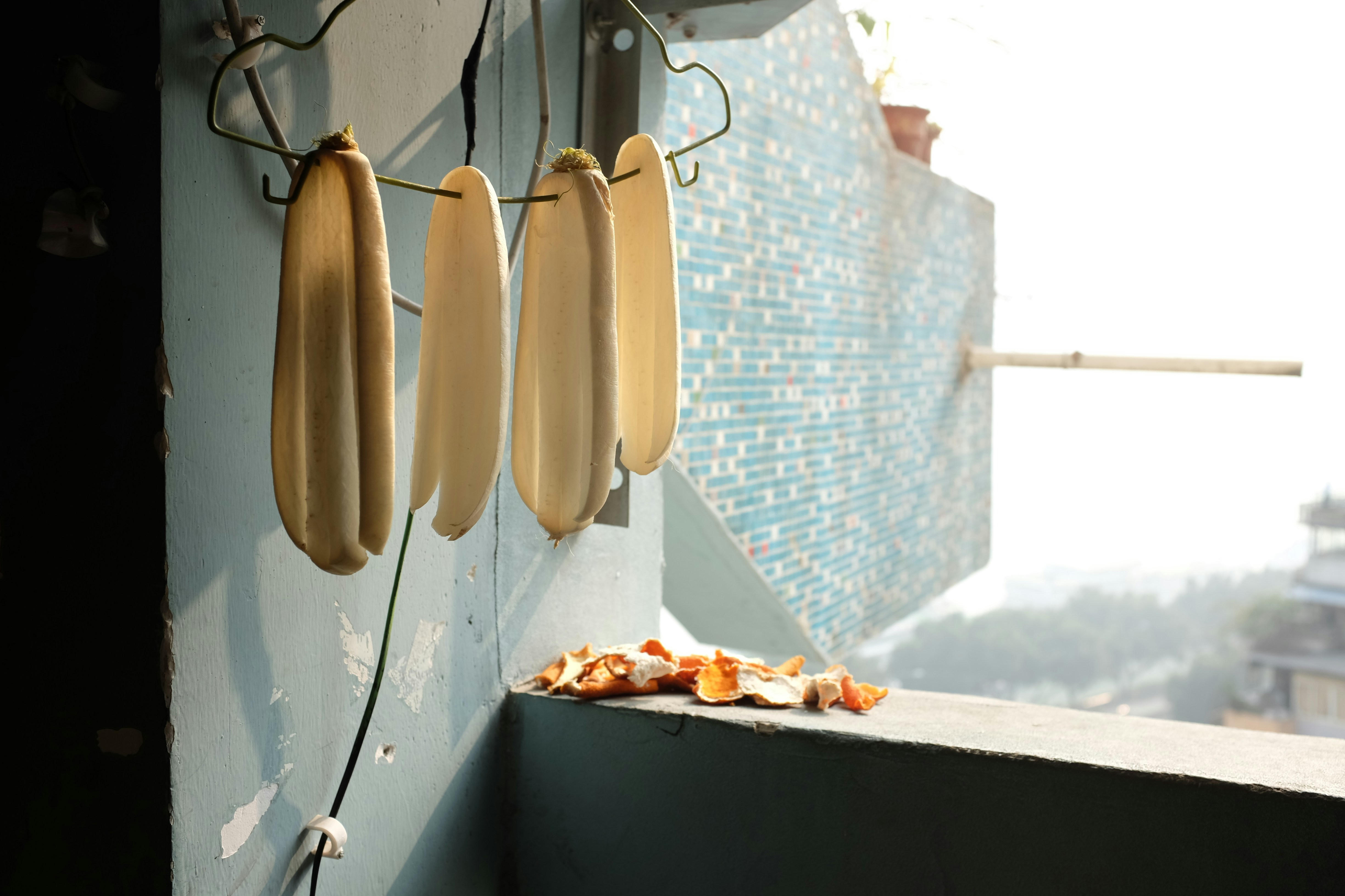 Hanging fresh corns on a sunlit balcony edge