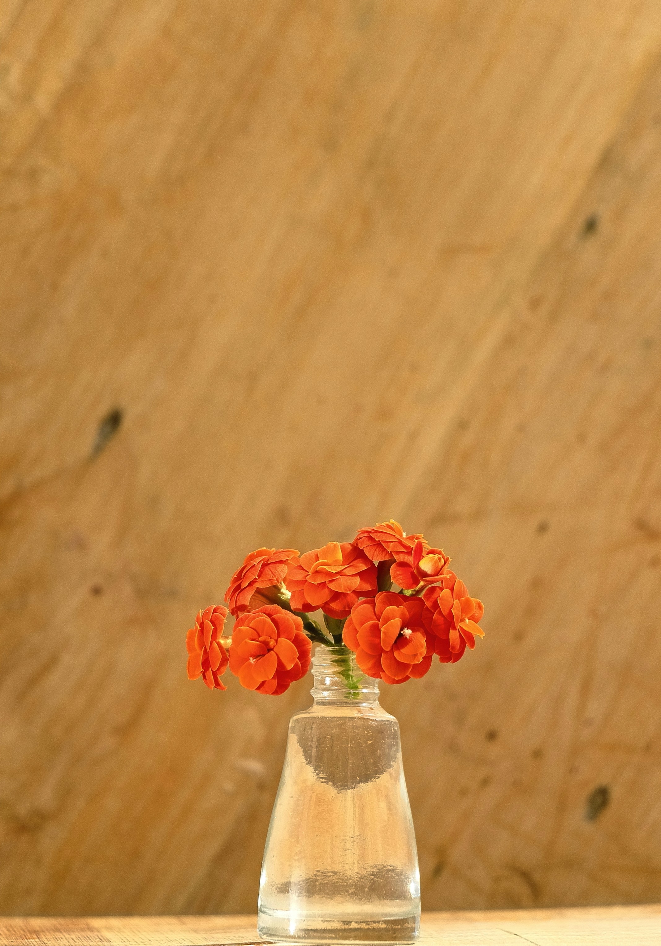 Orange blooms in a tiny glass vase: a minimal still life