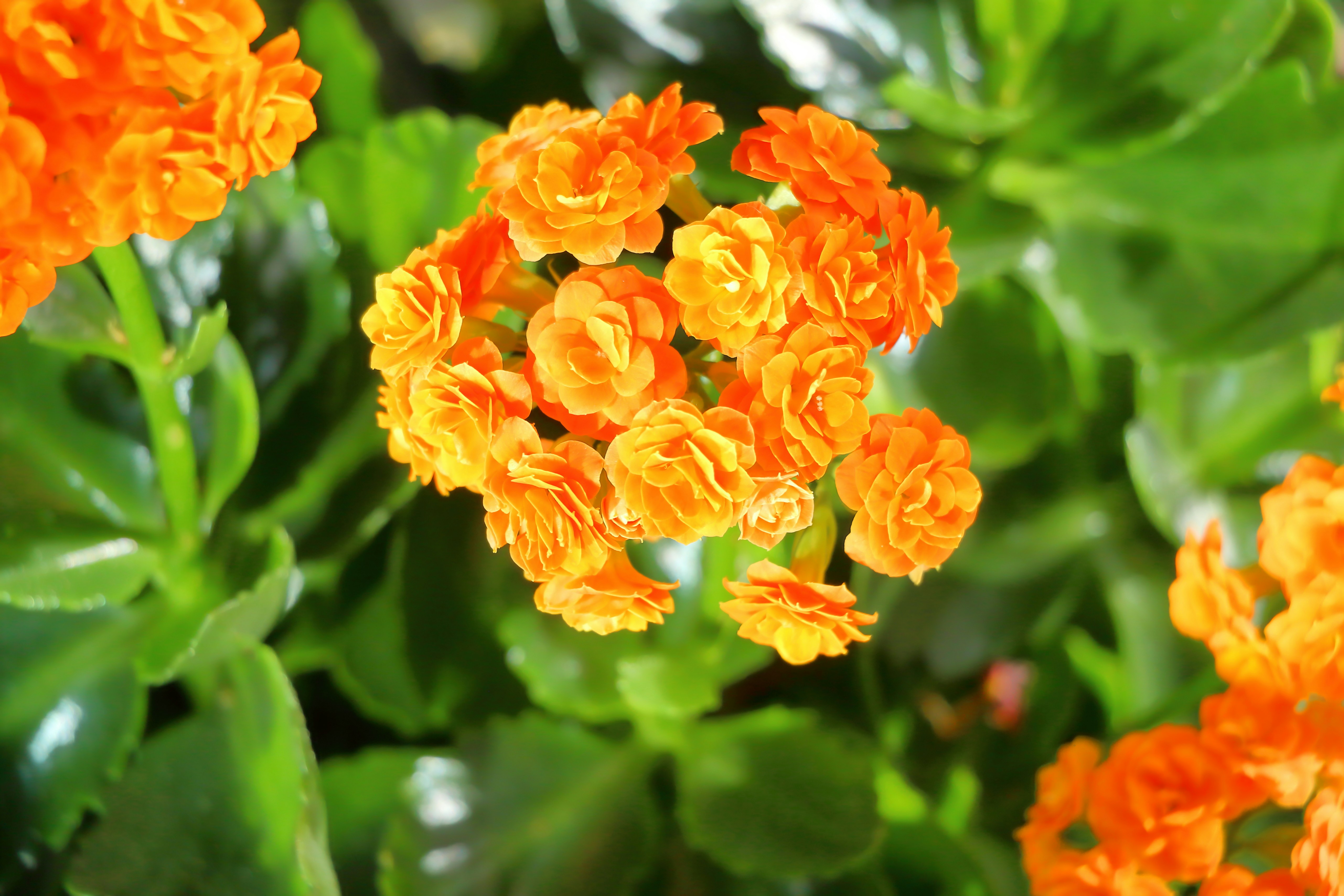 Cluster of orange marigolds in sunlit garden greens