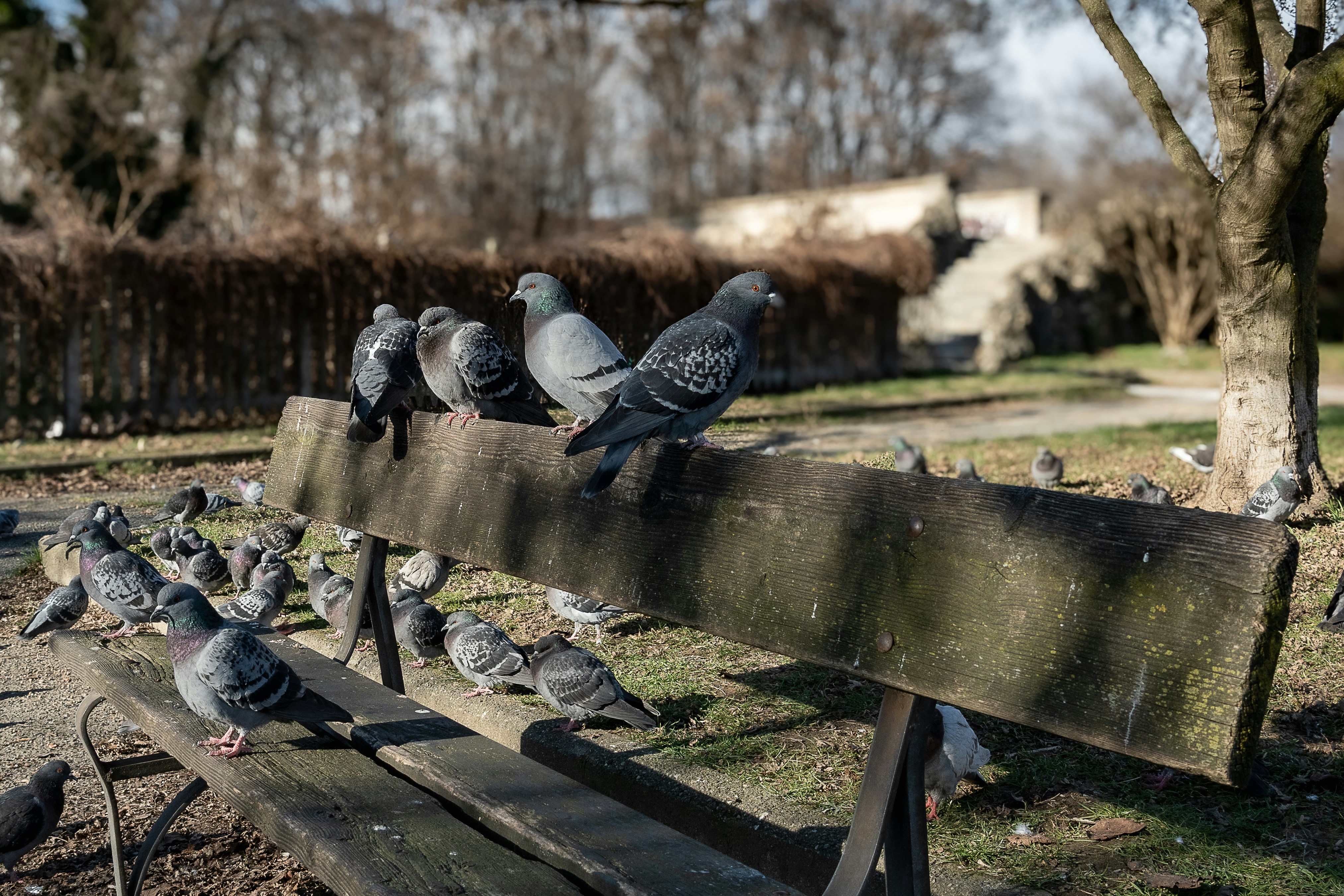 Midday Perch: A Bench Teeming with Pigeons