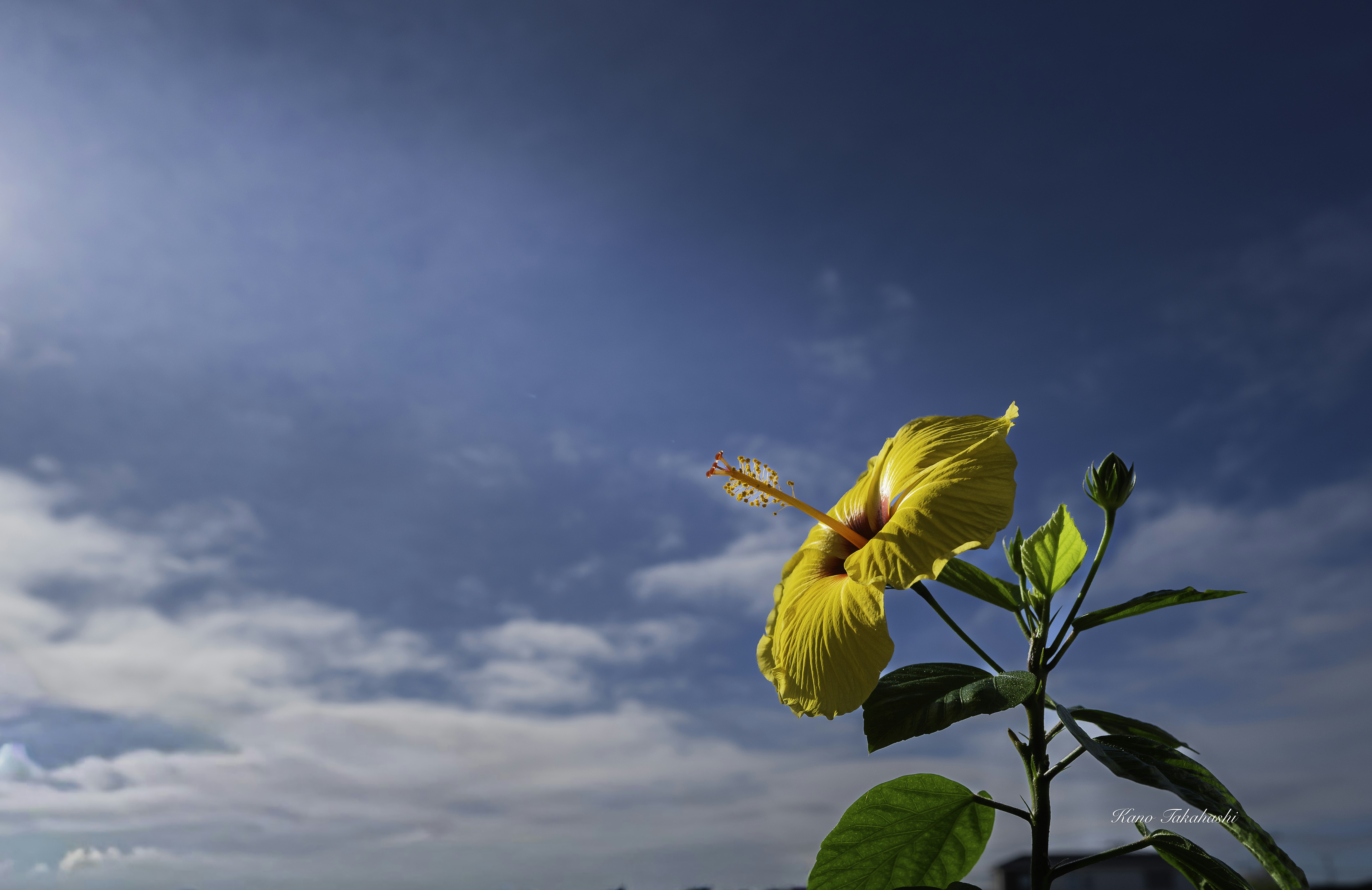 Sunlit Hibiscus against a Vast Blue Sky
