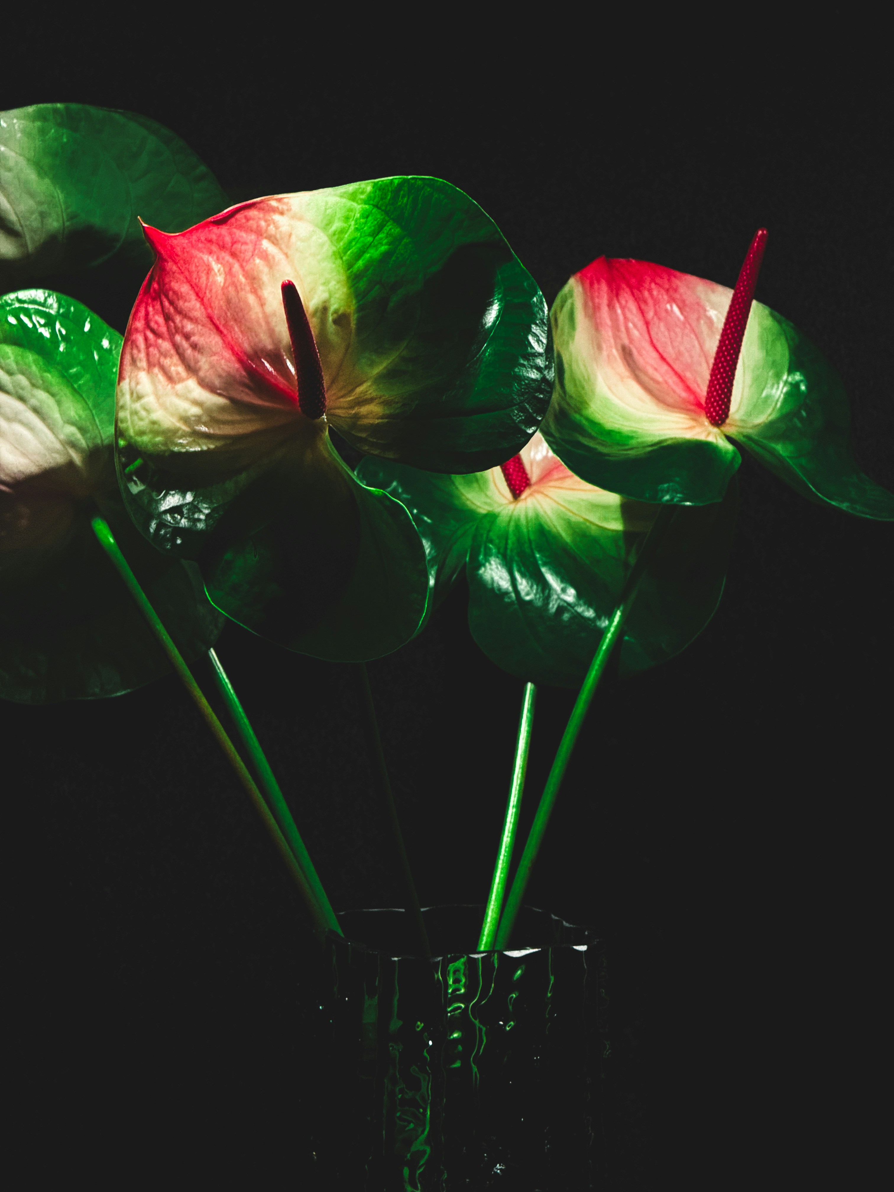 Emergent Anthurium in Low Light