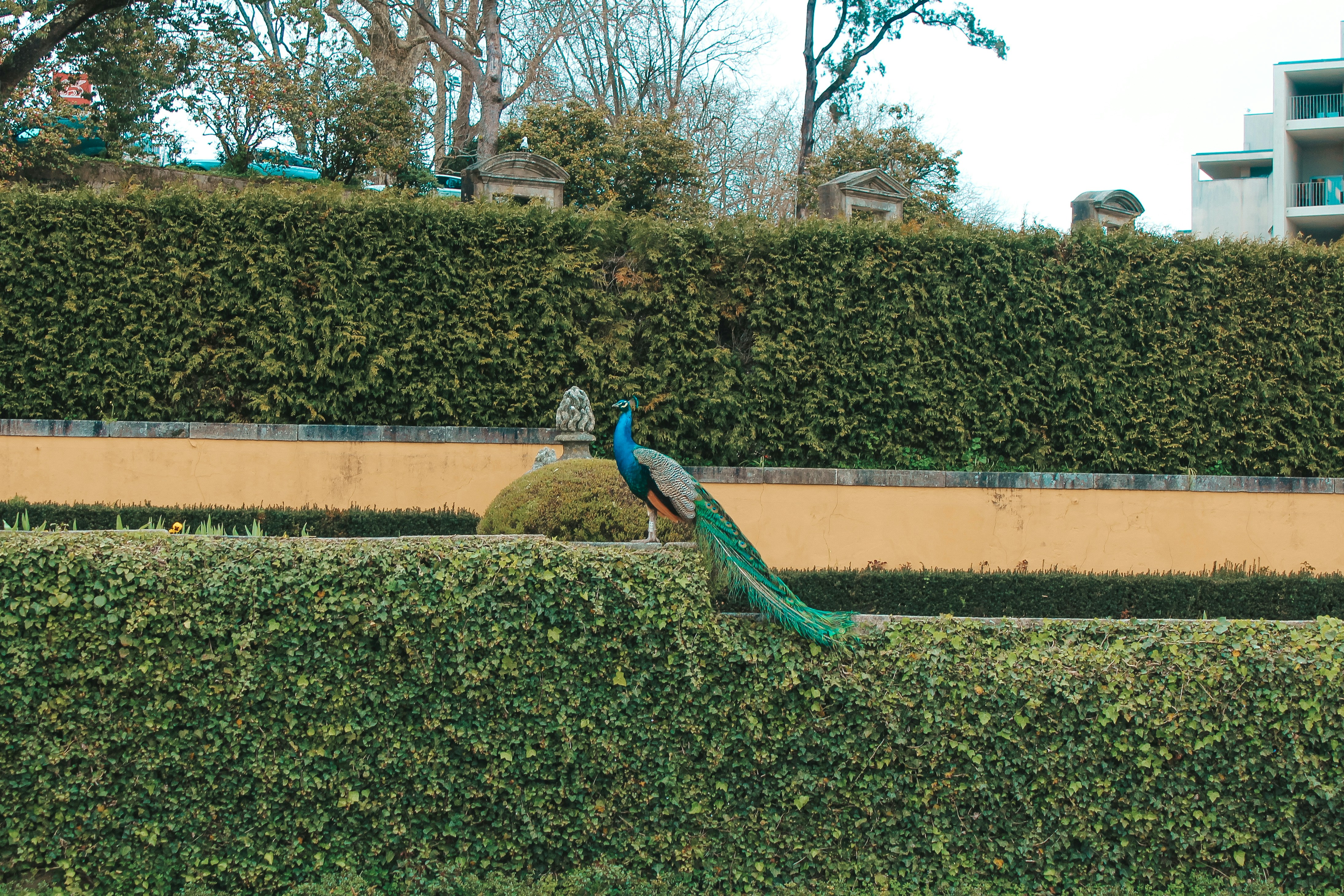 Emerald Crest: A Peacock at the Hedge's Edge