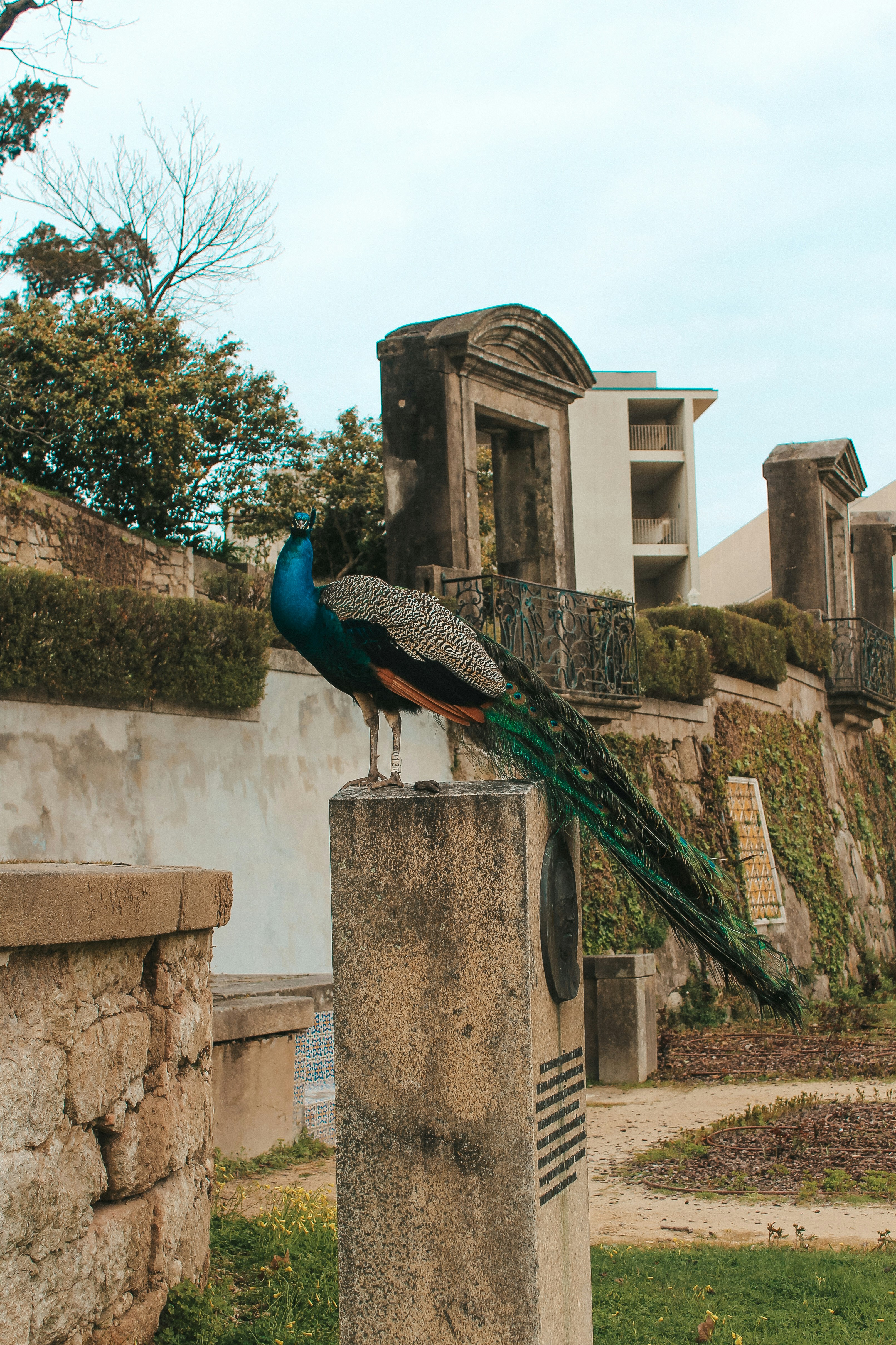 Peacock on the Stone Obelisk amid Historic Terrace Walls