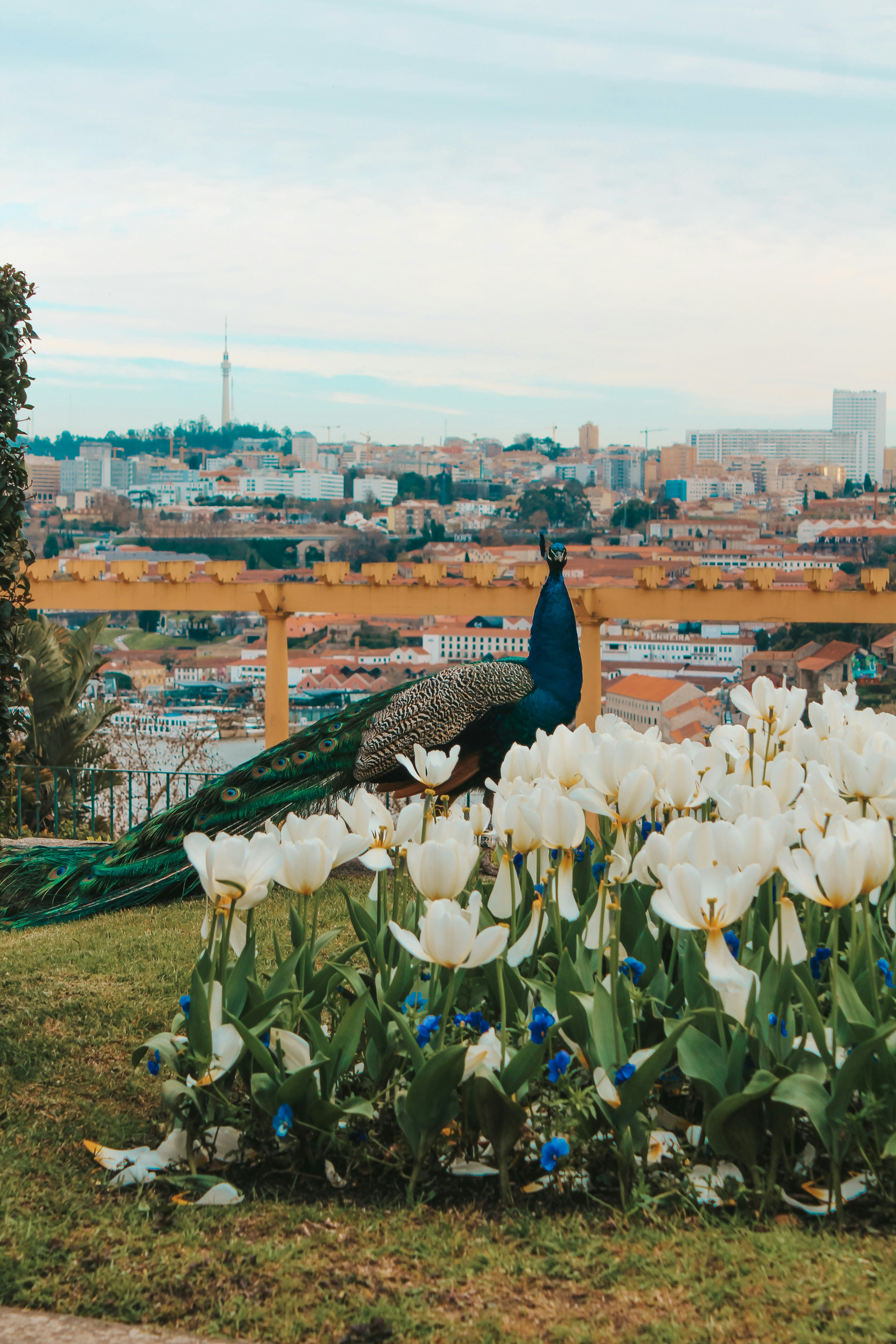 Peacock in a Tulip Cascade Overlook