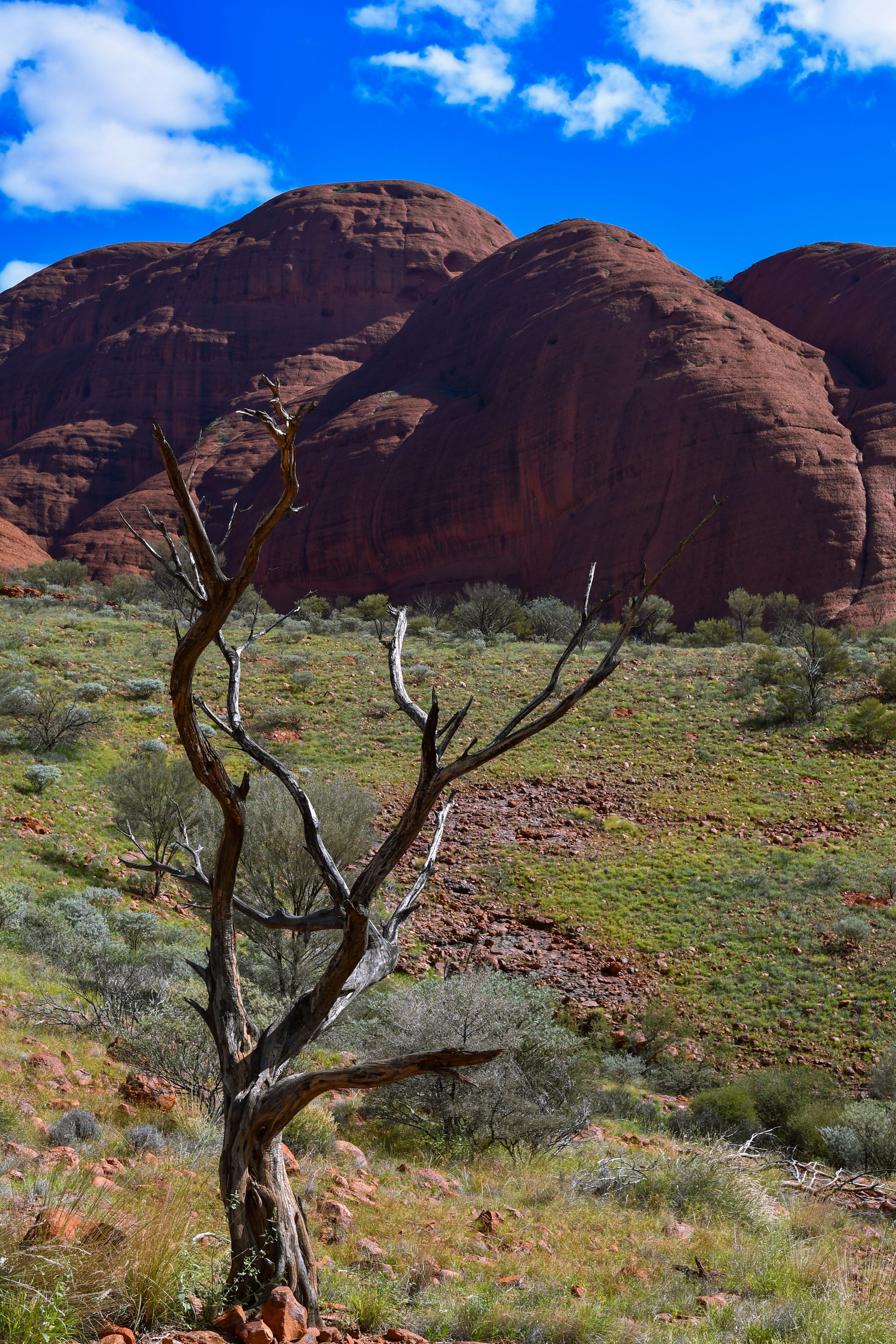 Desert Sentinel: A Weathered Tree Gently Framed by Uluru-like Monoliths