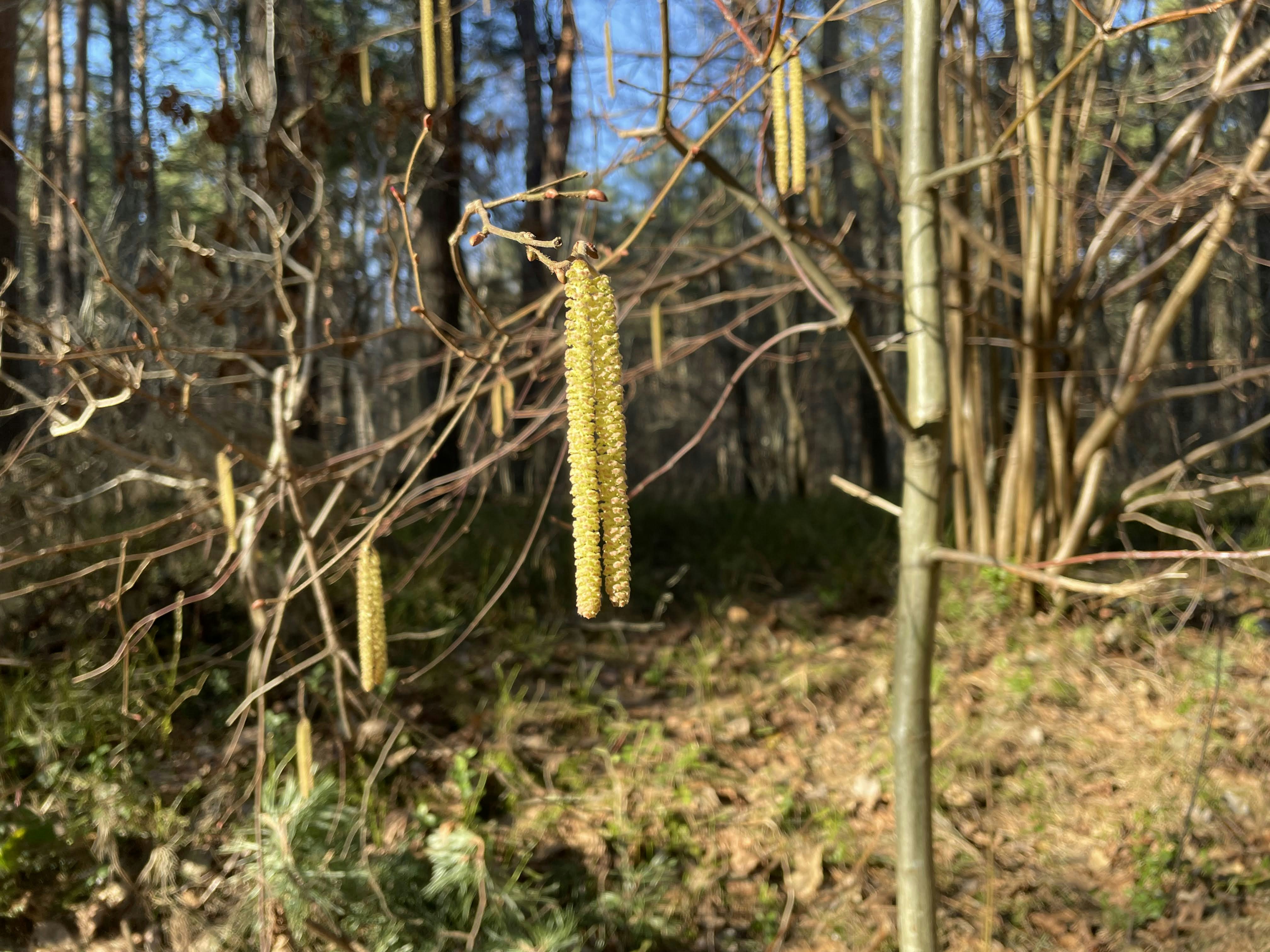 Golden Catkins in a Quiet Forest Corridor